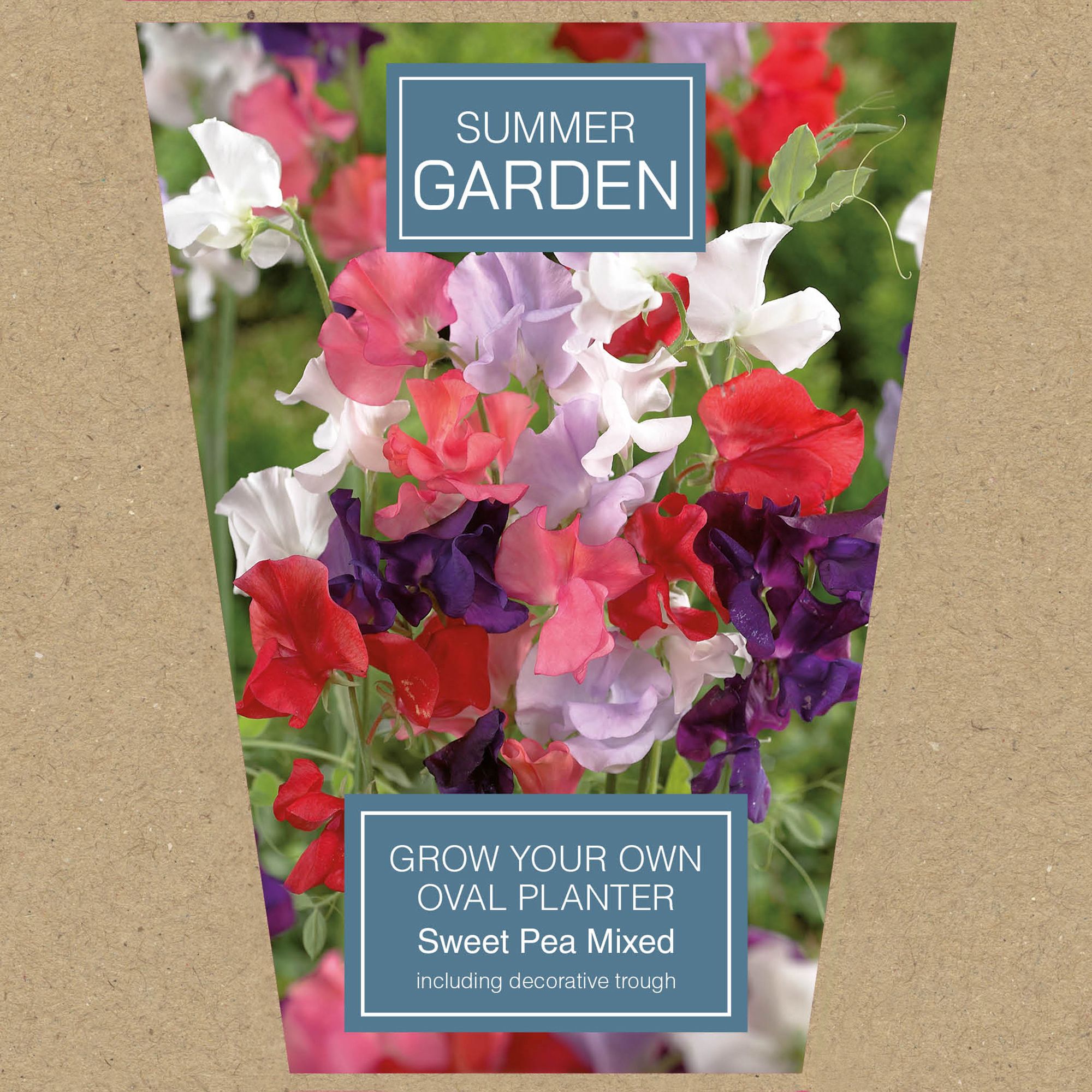 Pea Growing kit, Set of 12 | DIY at B&Q