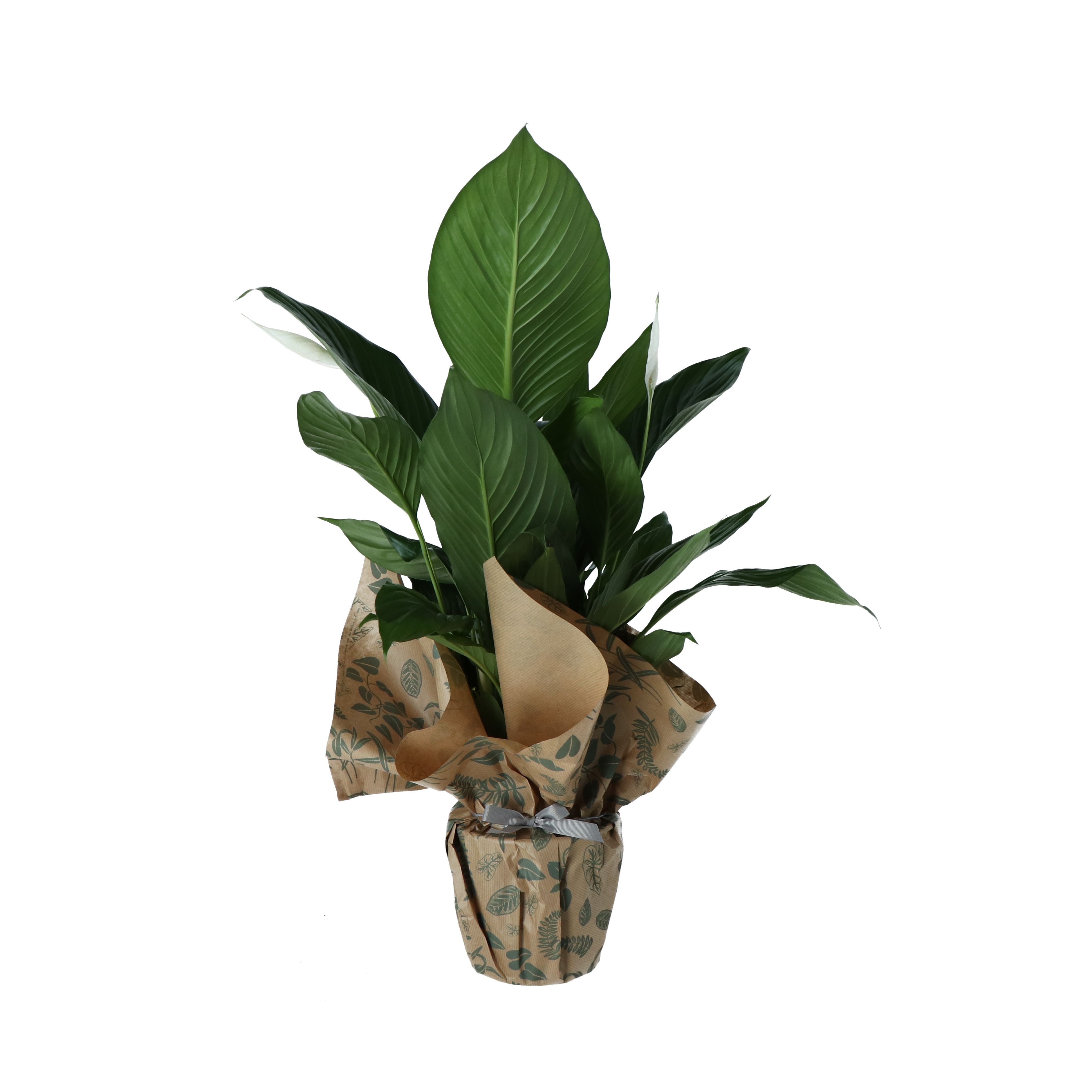 Peace lily Wrap 24cm