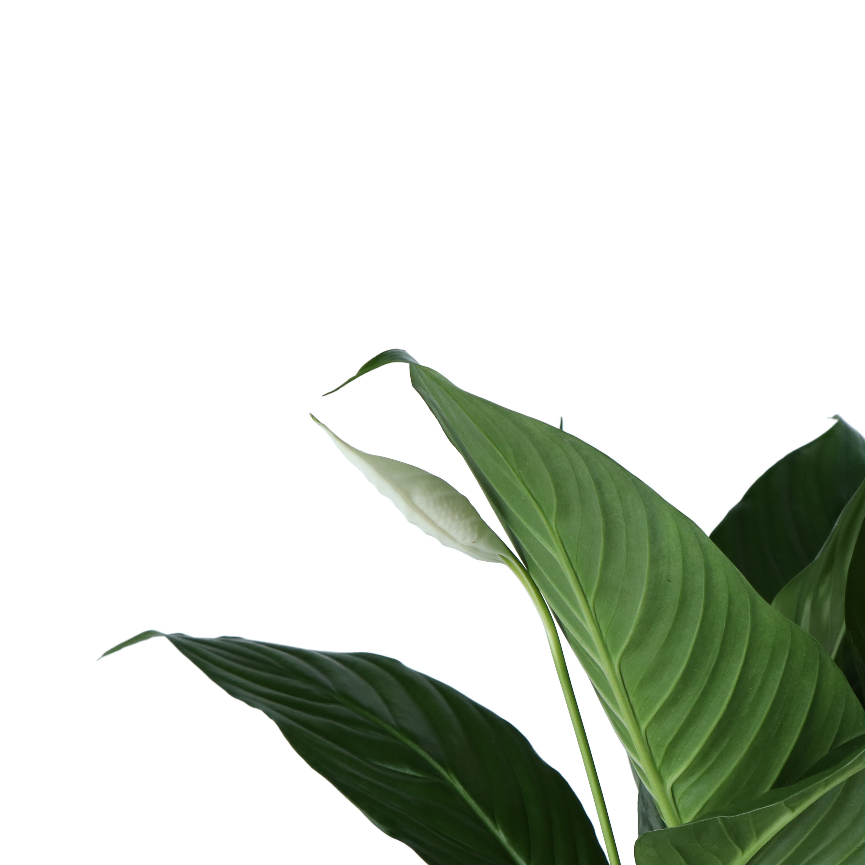 Peace lily Wrap 24cm