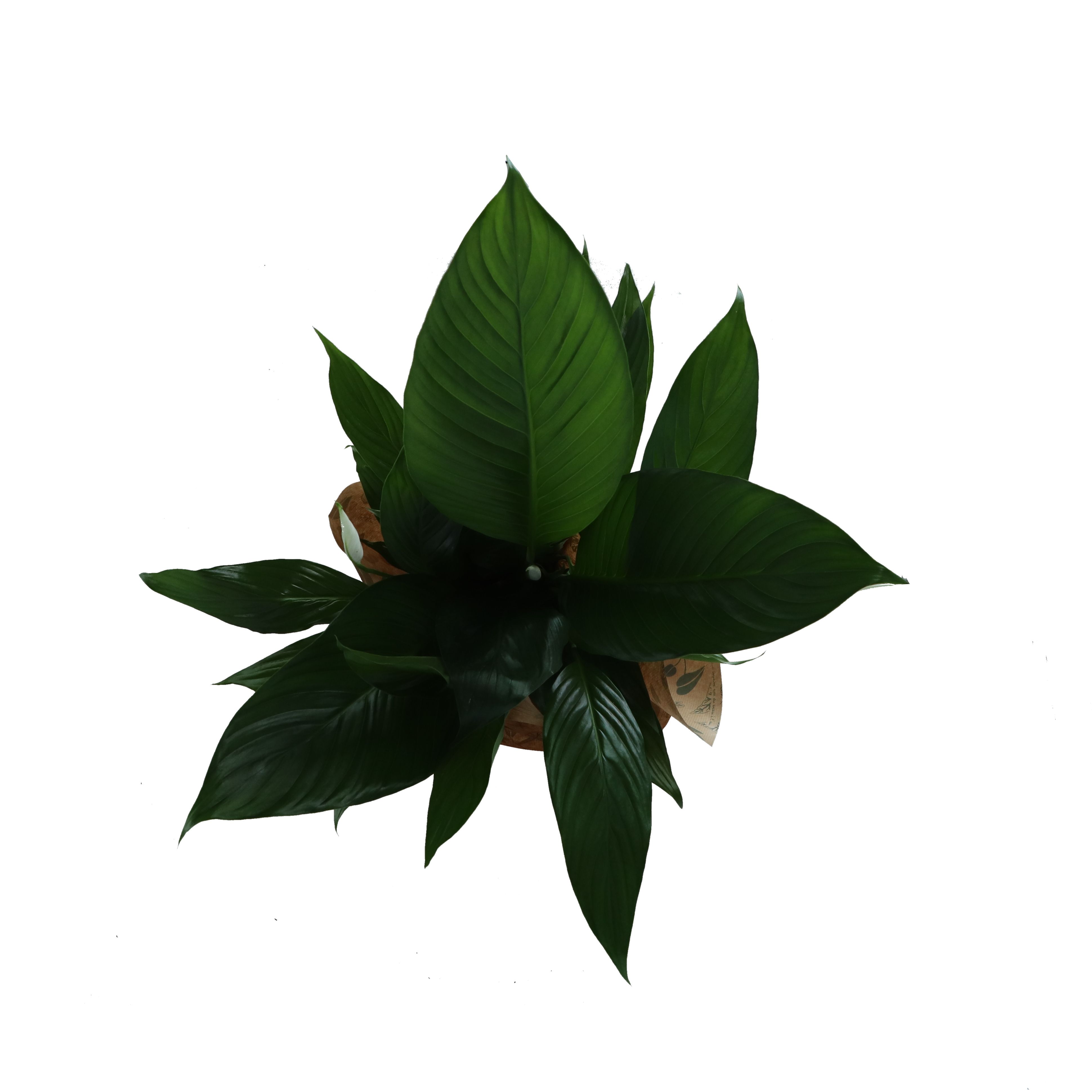 Peace lily Wrap 24cm