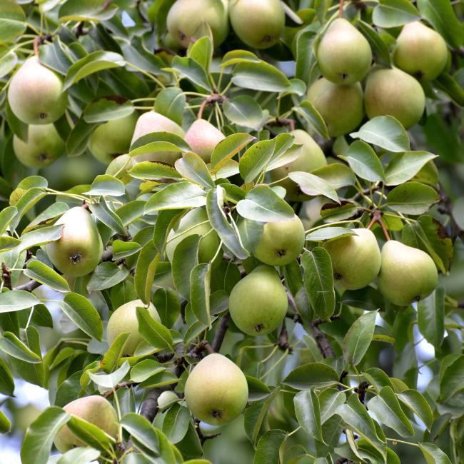 Pear Berry fruit tree
