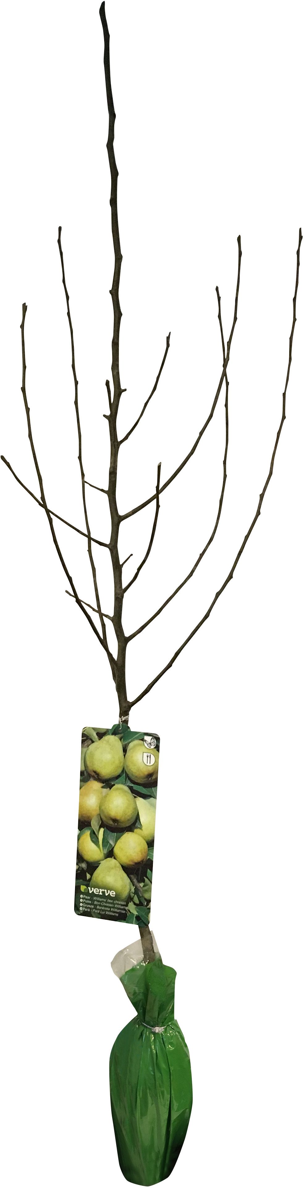 Pear Berry fruit tree