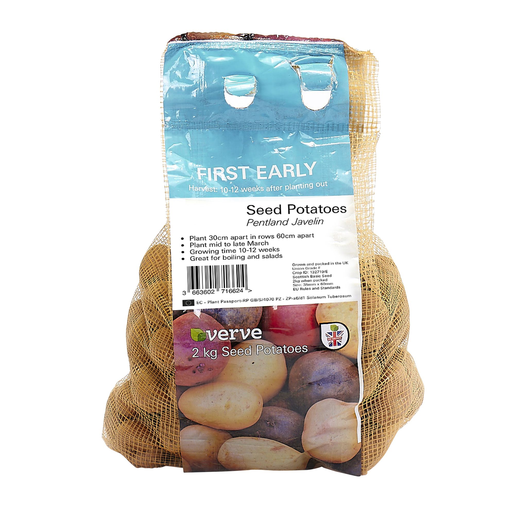 Pent javelin Potato Bulb