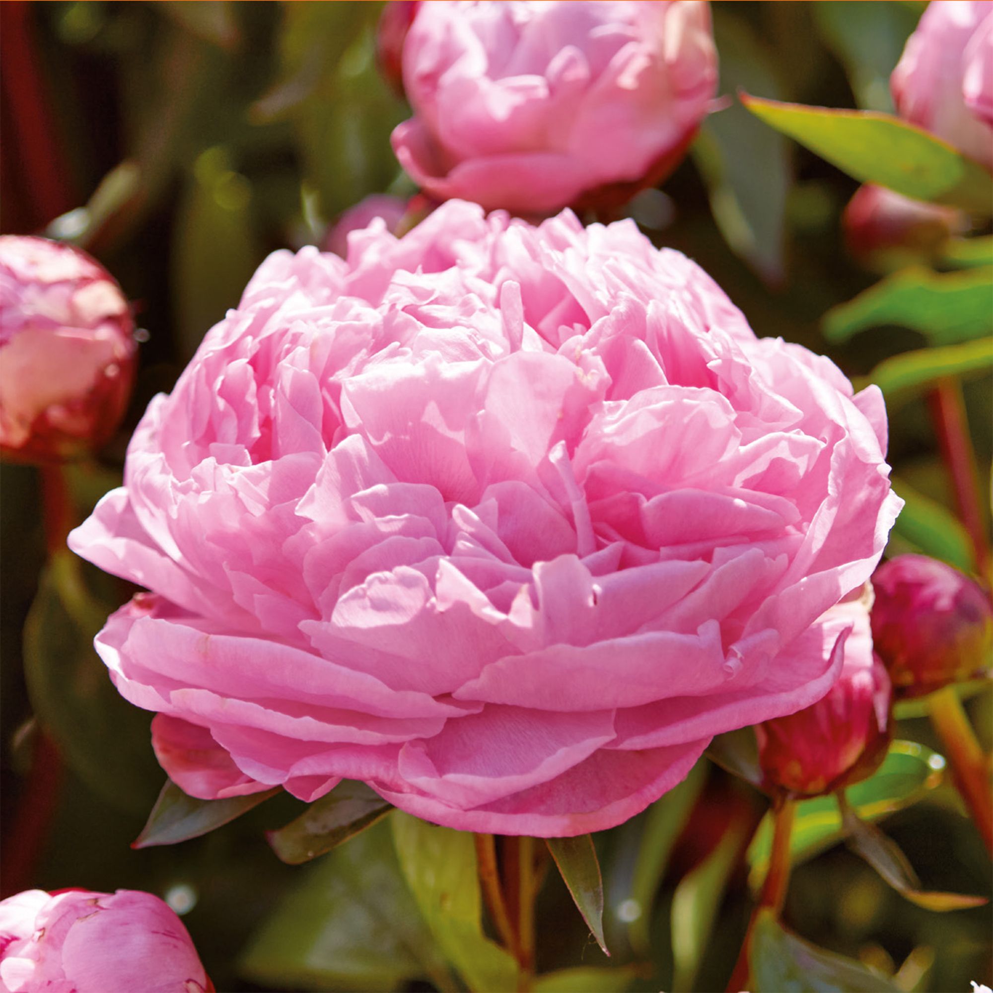 Peony Sarah Bernhardt Flower bulb