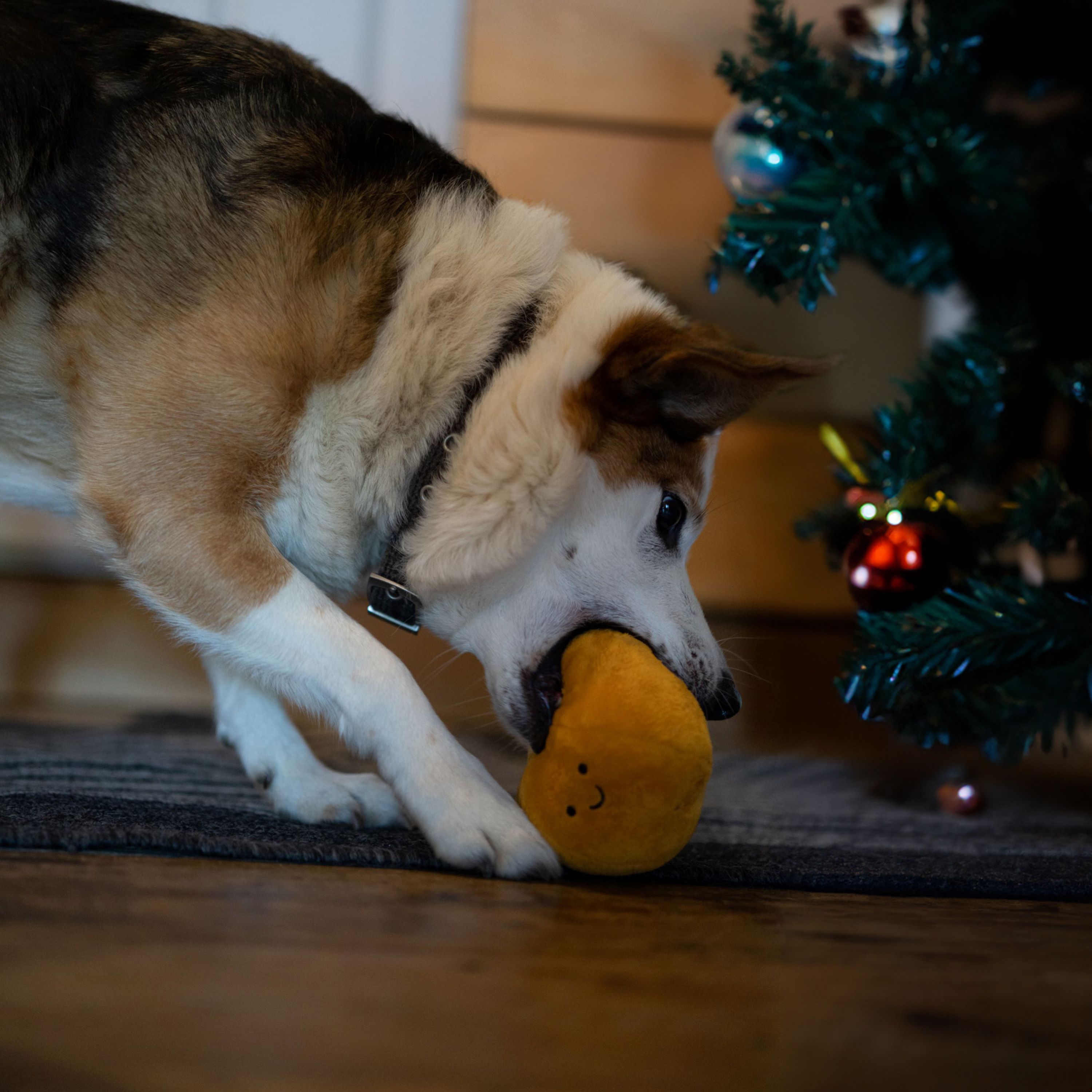 Petface Saski Satsuma Dog Toy