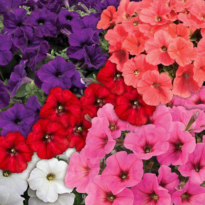 PETUNIA UPRIGHT ASSORTED