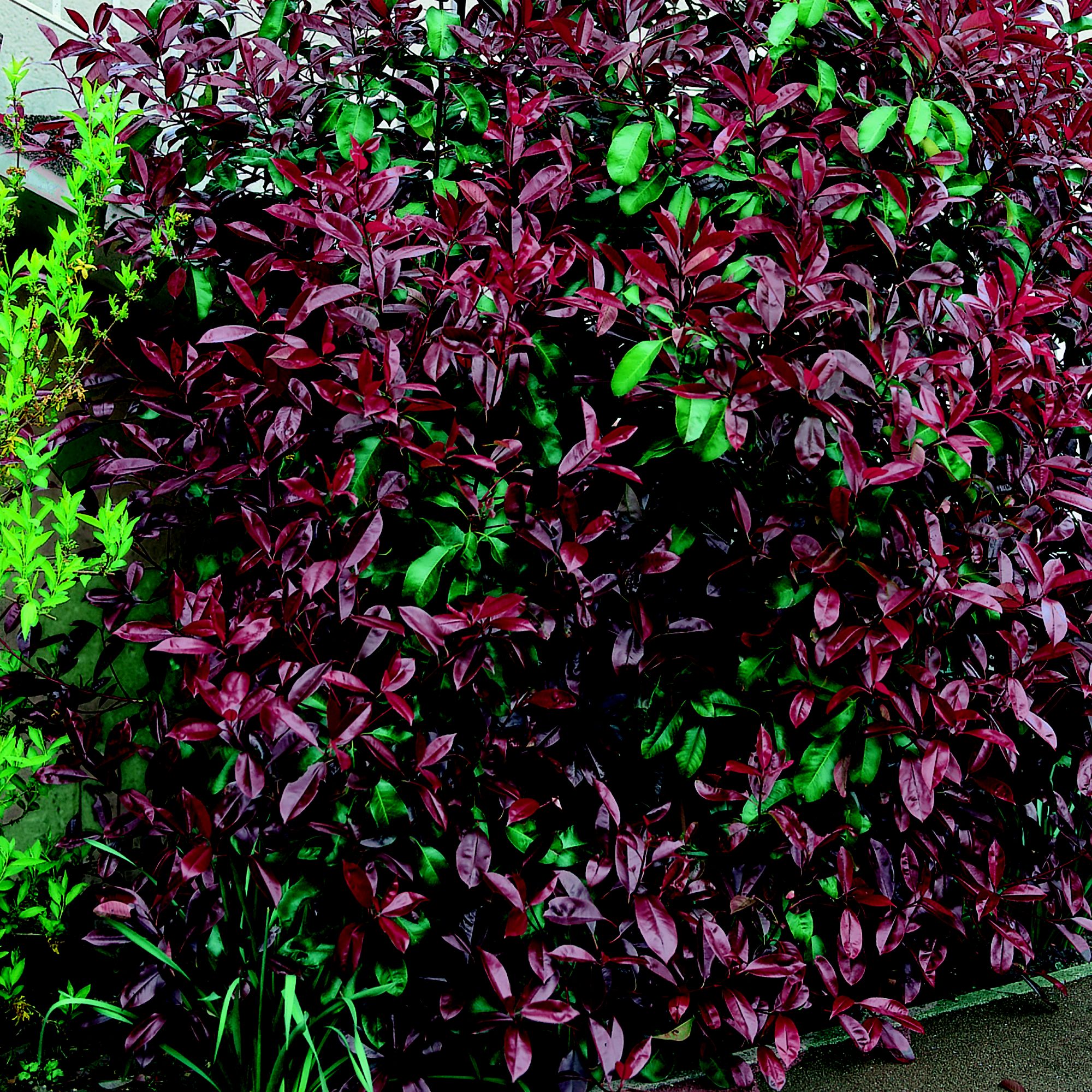 Photinia Shrub Plant