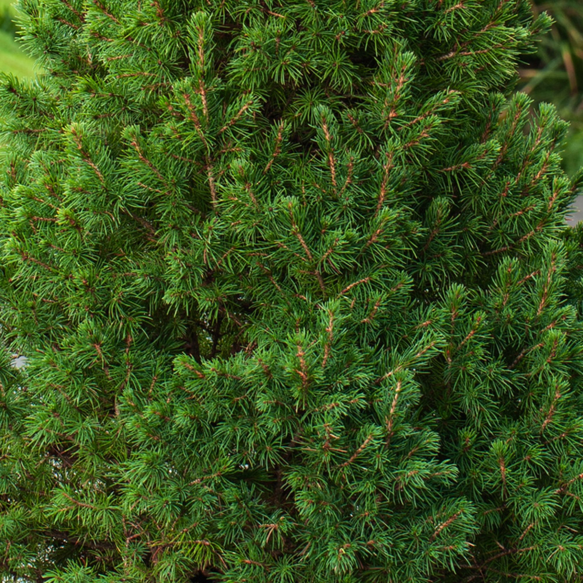 PICEA CONICA PERFECTA