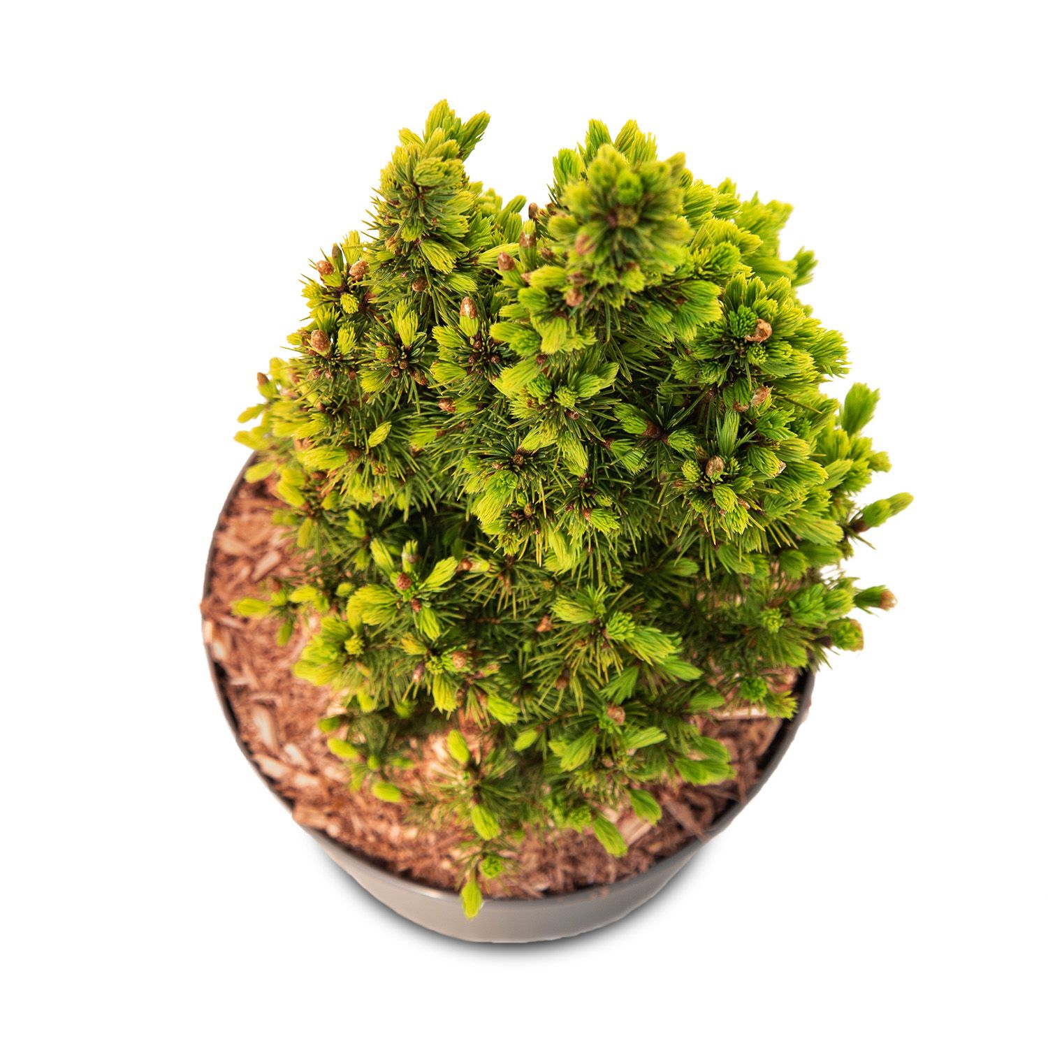 PICEA CONICA PERFECTA