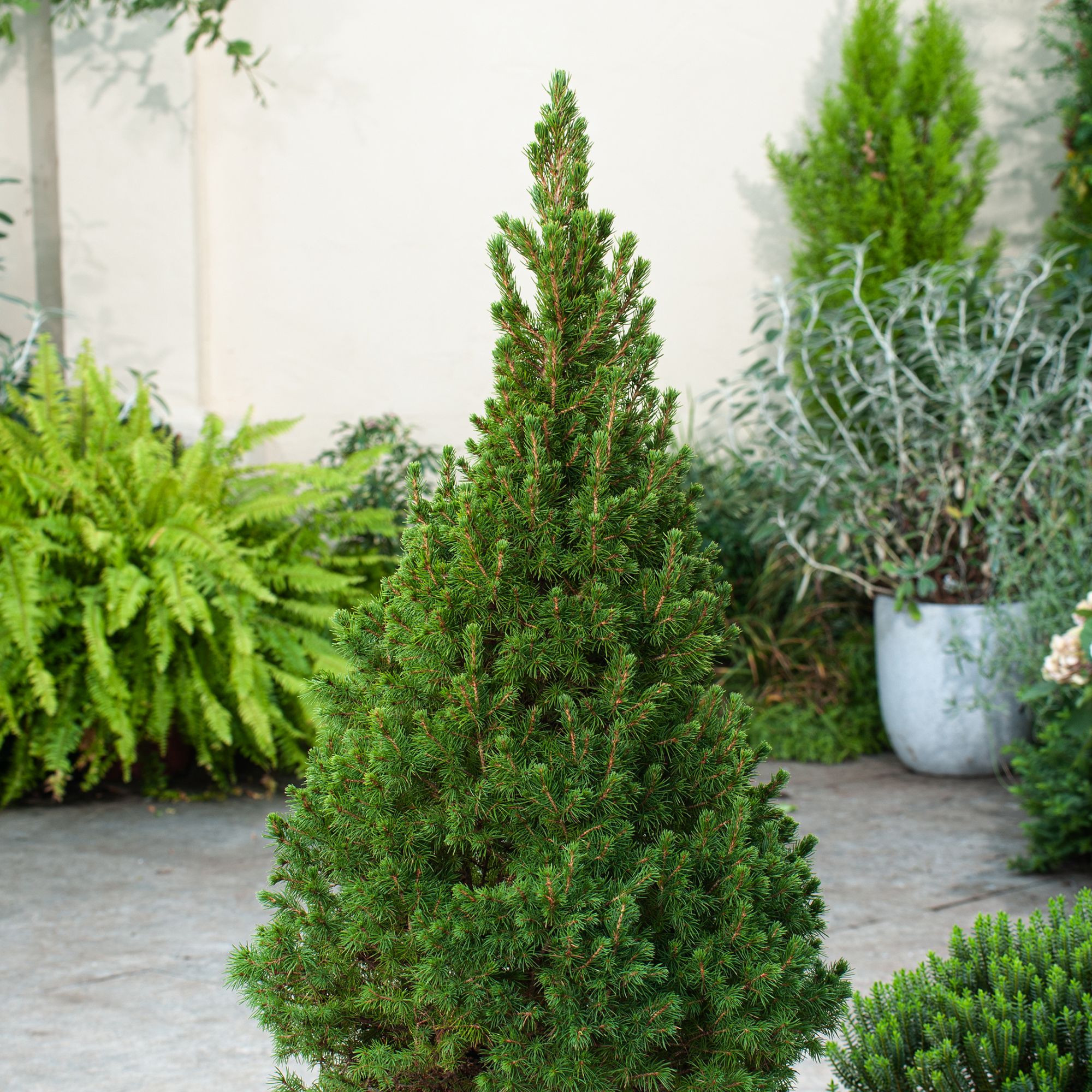PICEA CONICA PERFECTA | DIY at B&Q