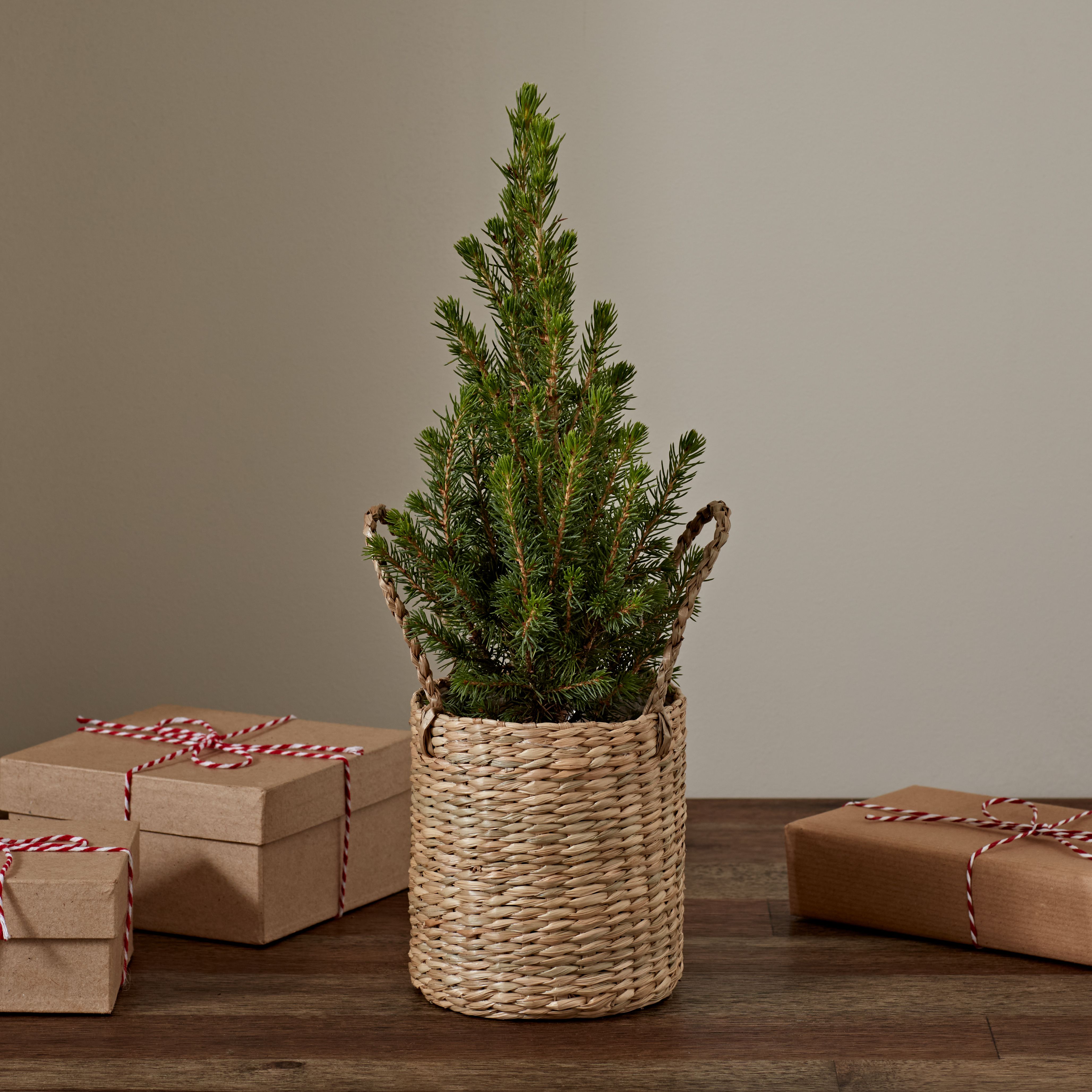 Picea in Natural Seagrass Decorative pot 9cm