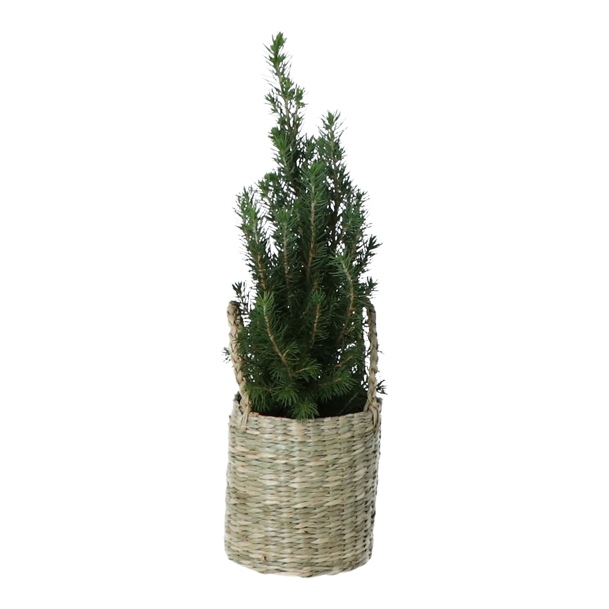 Picea in Natural Seagrass Decorative pot 9cm