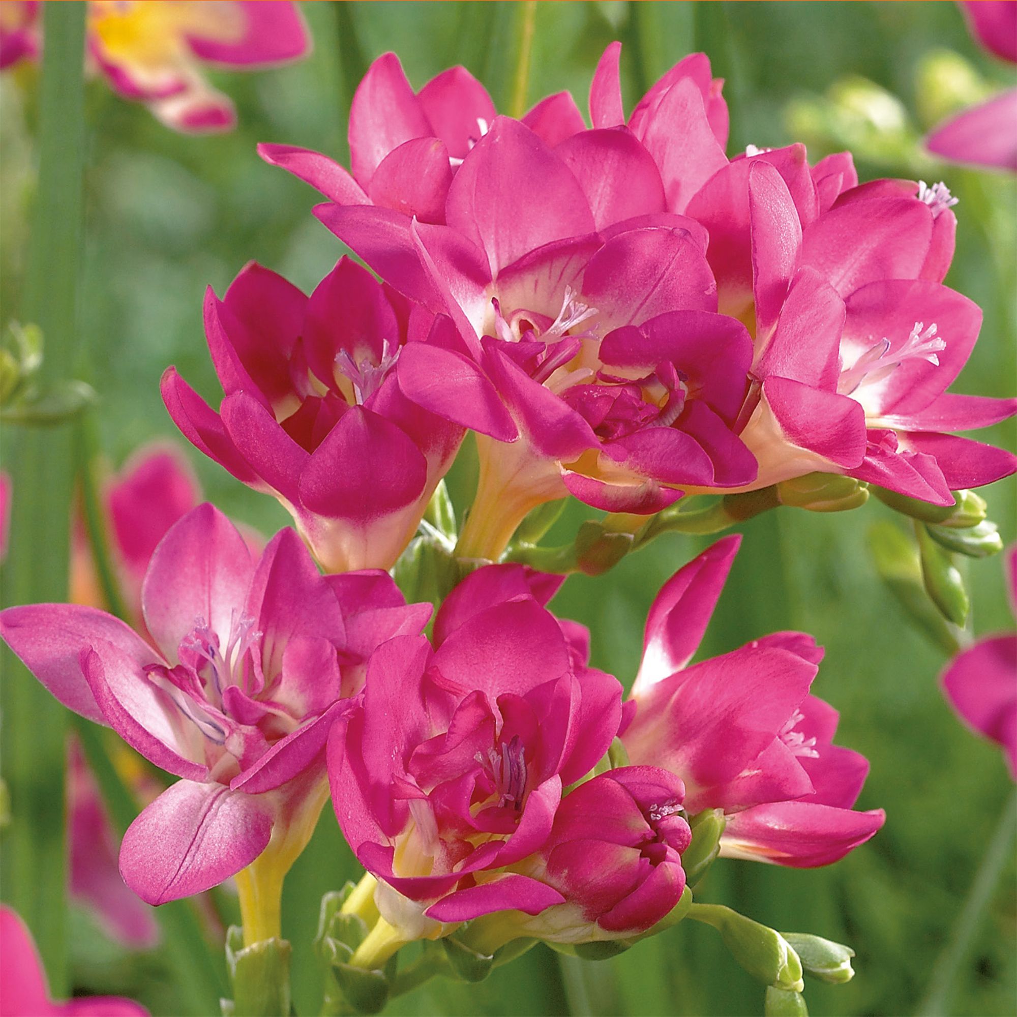 Pink Double Freesias 15 Flower bulbs