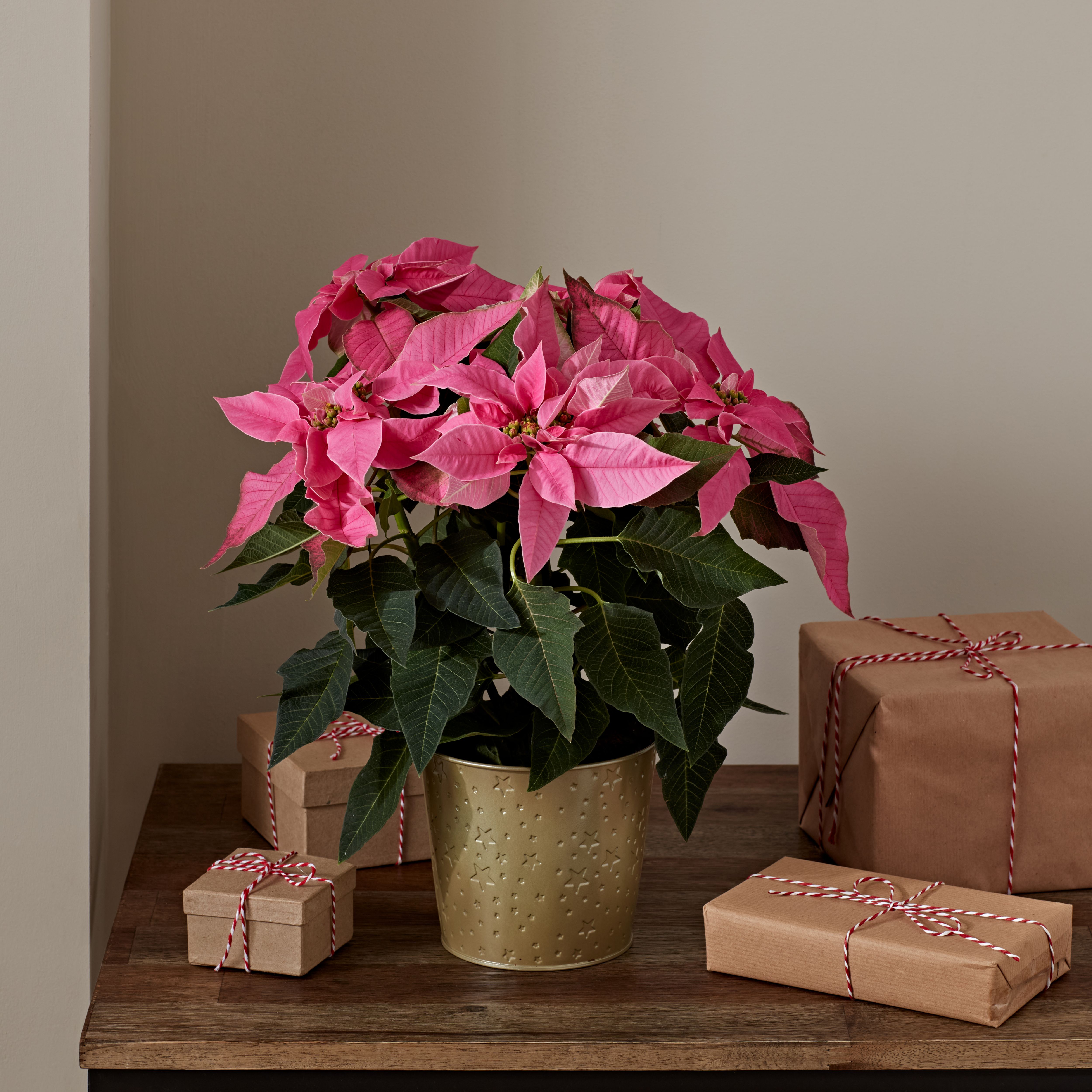 Pink Poinsettia in Champagne Zinc Decorative pot 13cm
