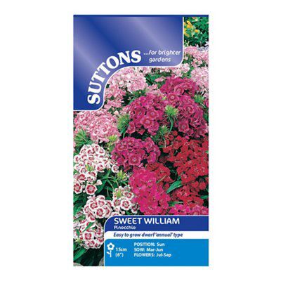 Pinocchio Sweet william Seed | DIY at B&Q