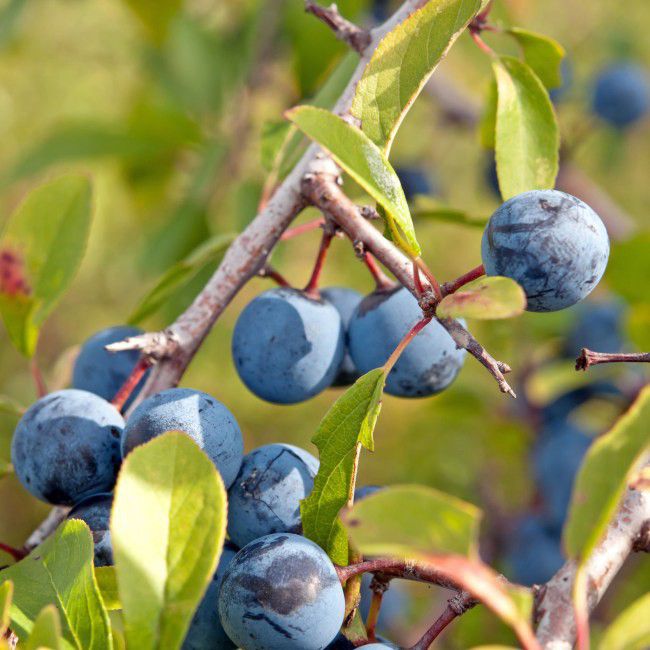 Plum Root wrap | DIY at B&Q