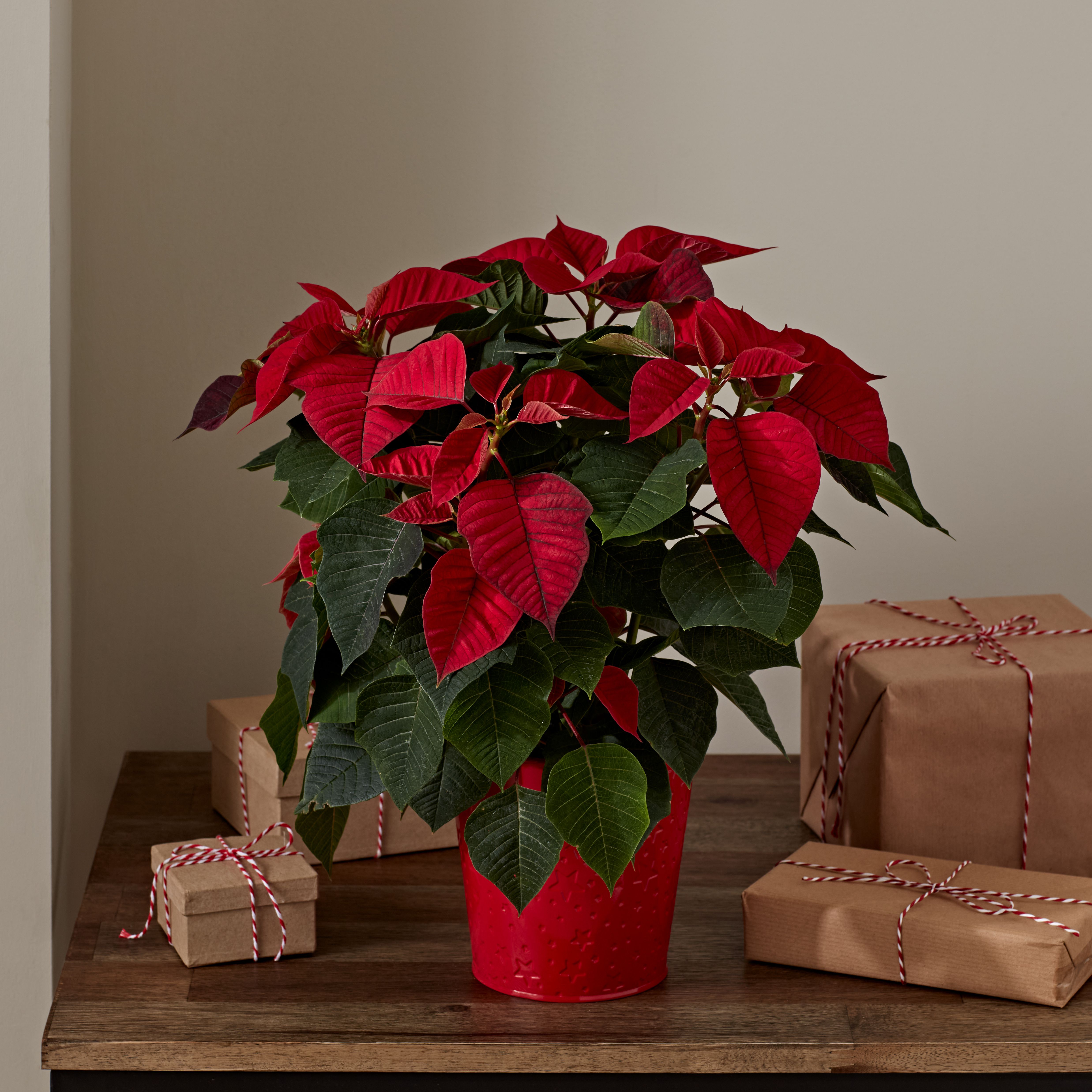 POINSETTIA RED IN ZINC 13CM WK 42