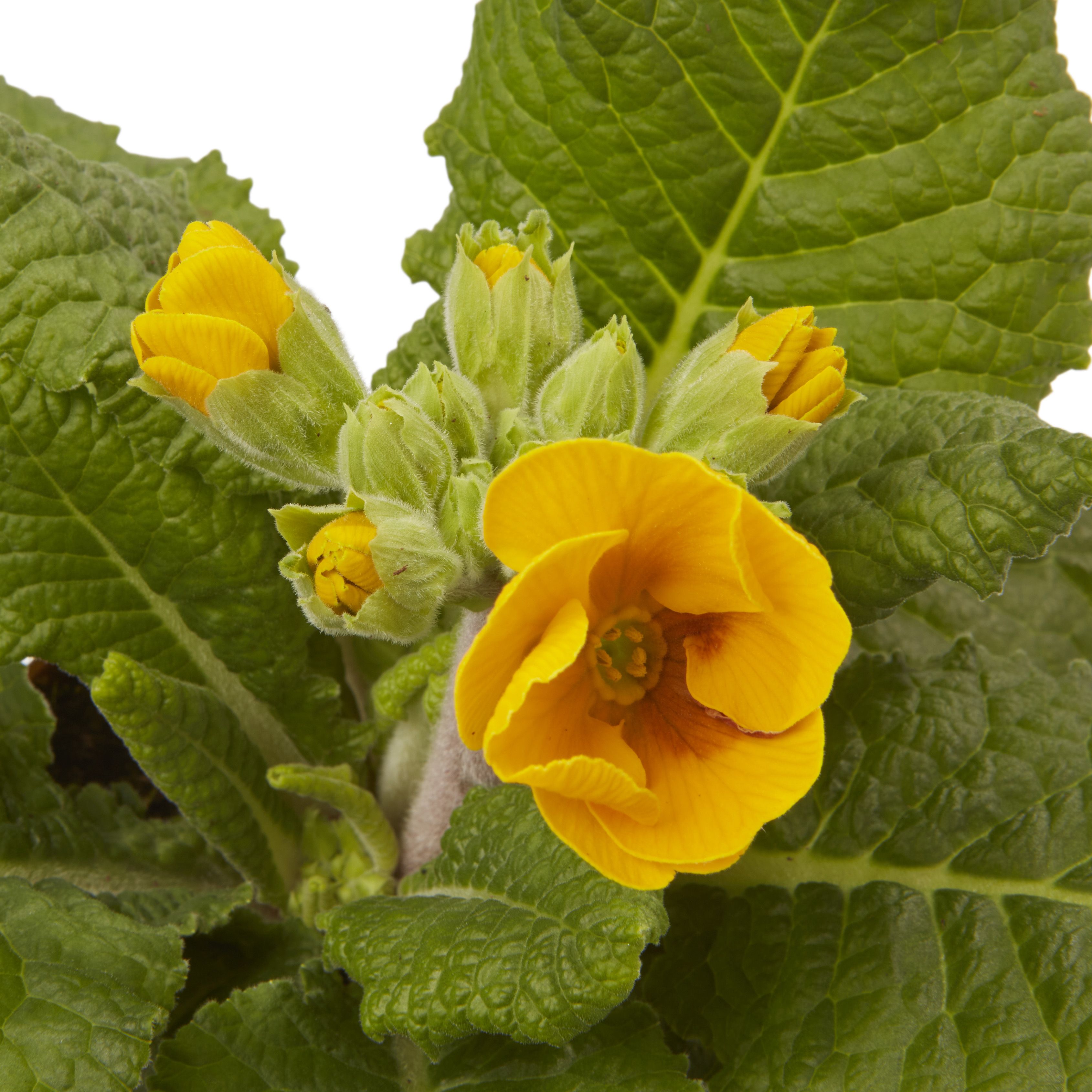 Polyanthus Orange Autumn Bedding plant 10.5cm, Pack of 6 | DIY at B&Q