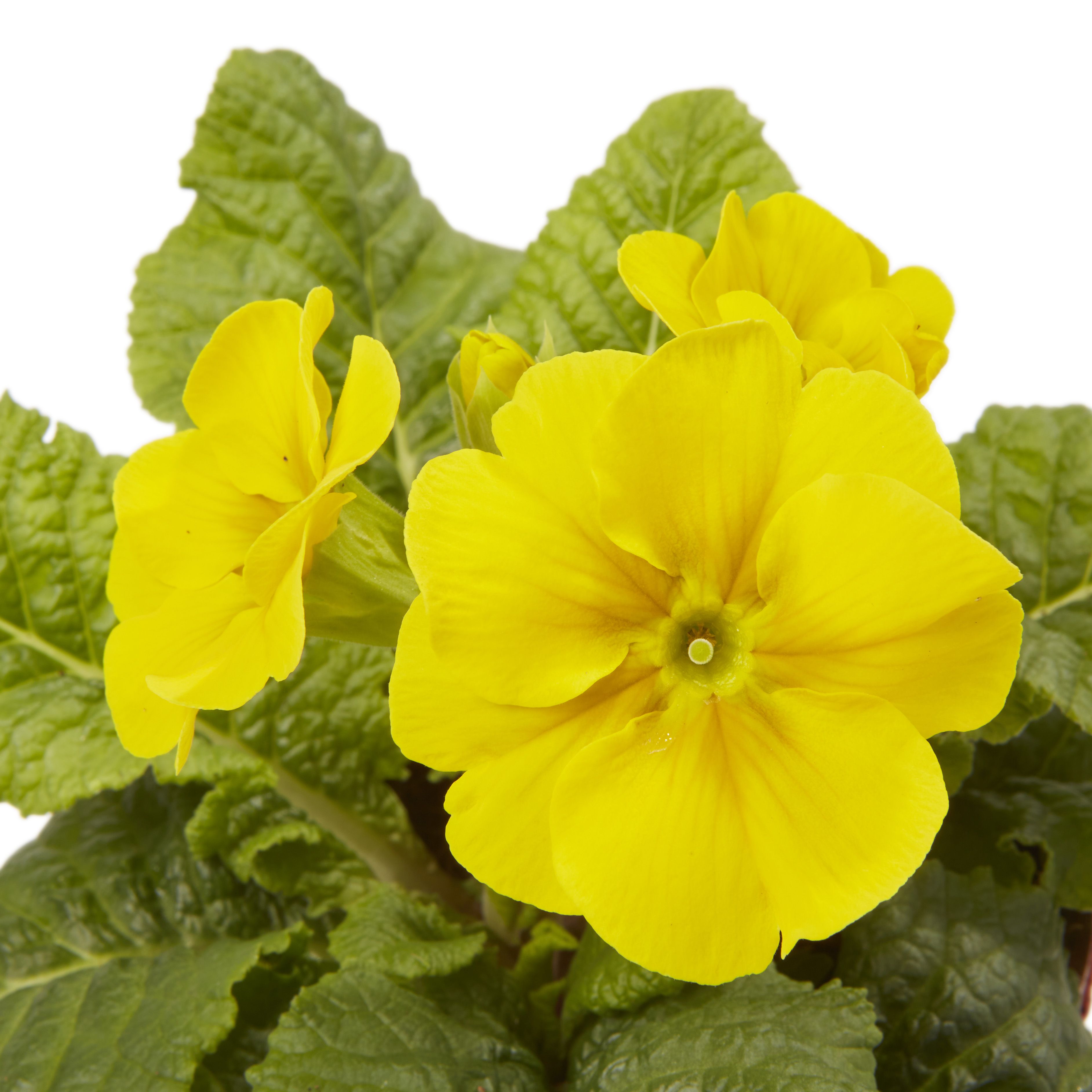 Polyanthus Yellow Autumn Bedding plant 10.5cm, Pack of 6 | DIY at B&Q