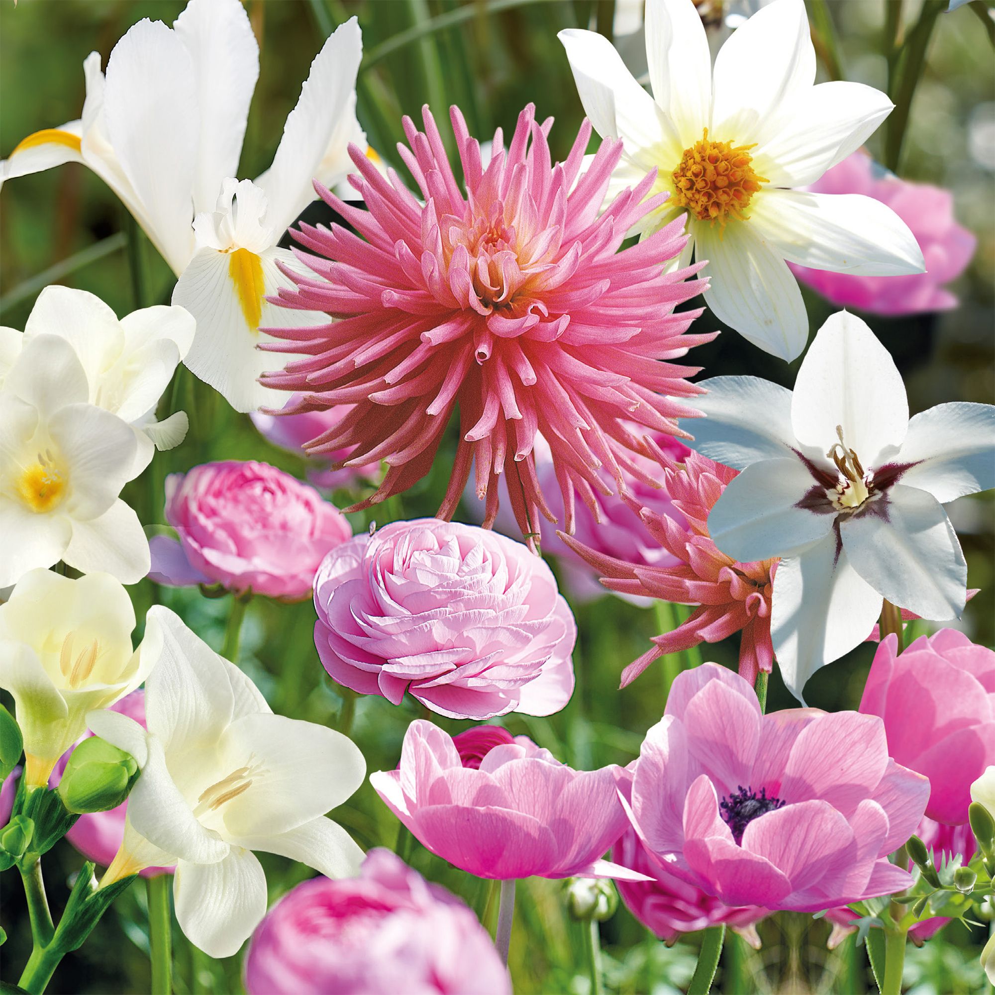 Pretty in pink Summer Bulbs collection 80 Flower bulbs