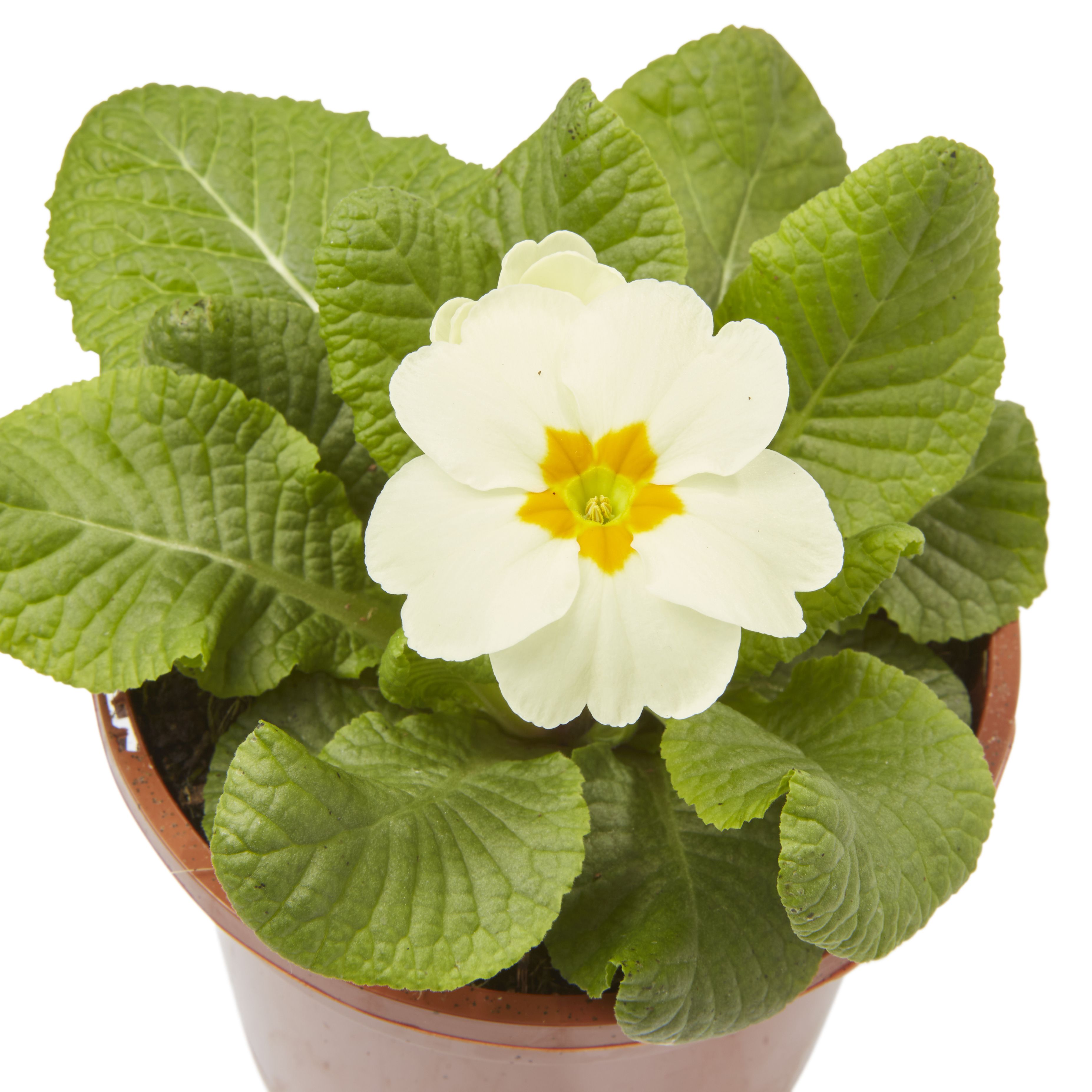 Primrose Cottage cream Autumn Bedding plant 10.5cm, Pack of 6 | DIY at B&Q