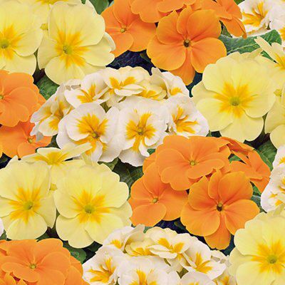 Primrose Flower mix 2 Spring Shrub, Pack of 1