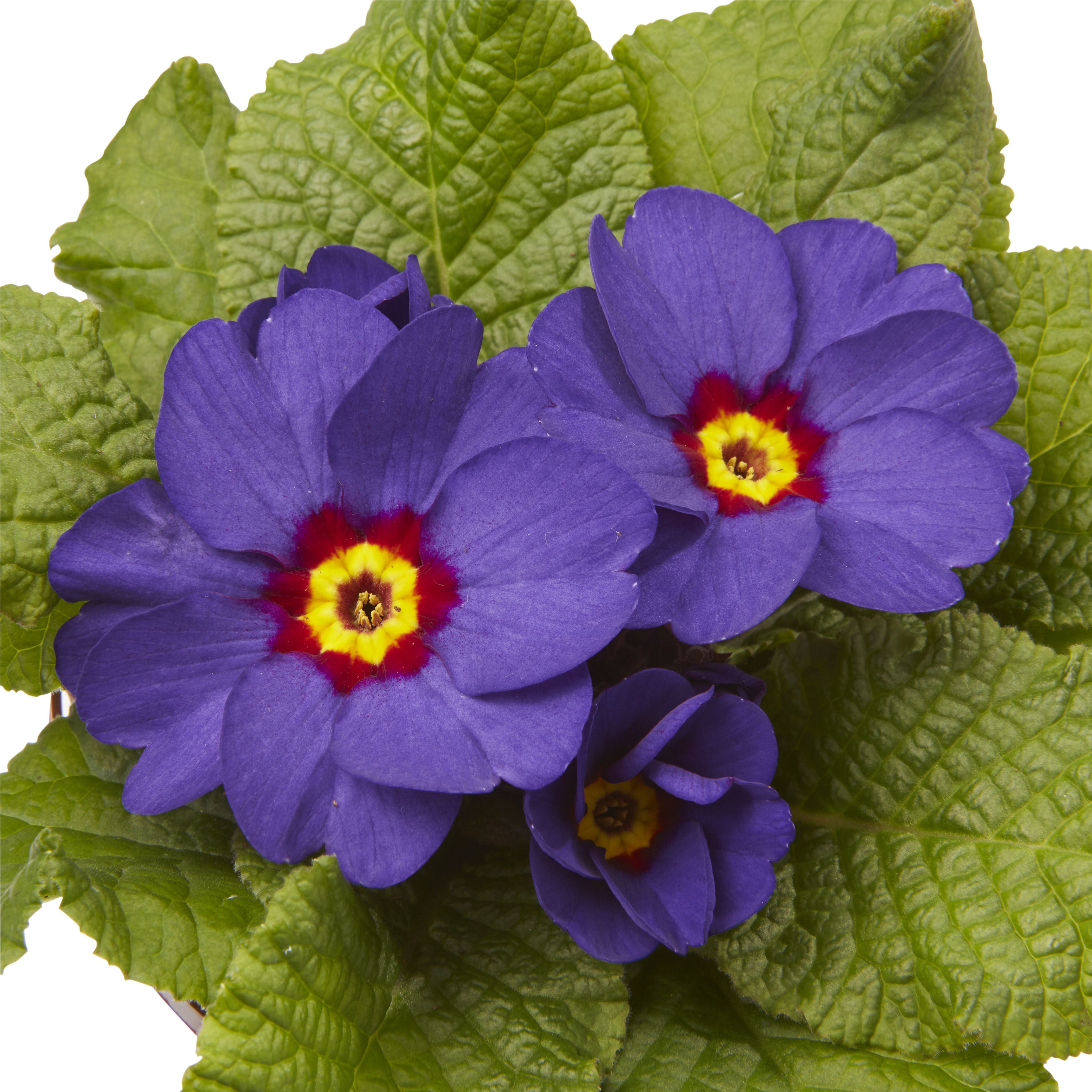 Primrose Pheasant eye Autumn Bedding plant 10.5cm, Pack of 6 | DIY at B&Q