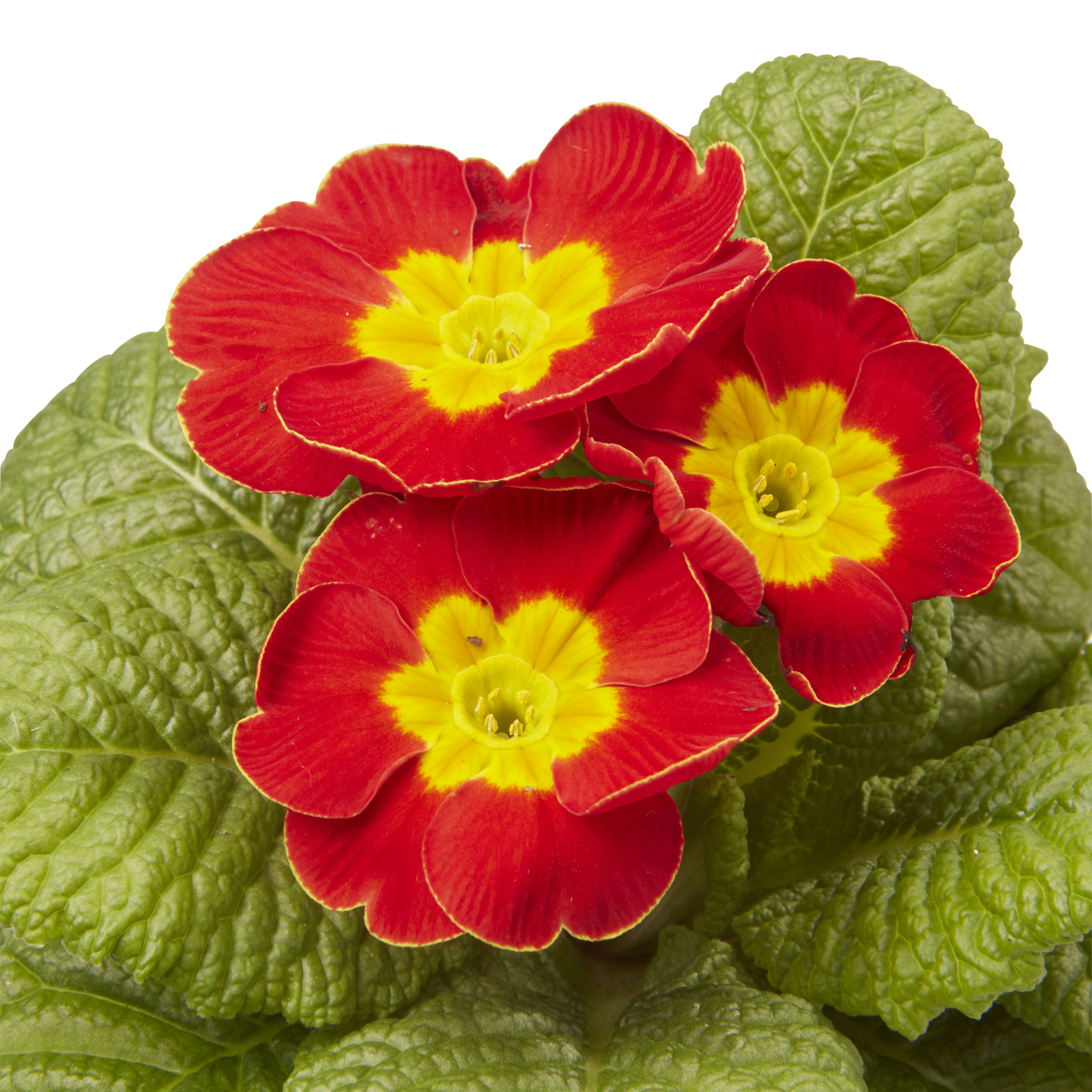 Primrose Red Autumn Bedding plant 10.5cm, Pack of 6 | DIY at B&Q