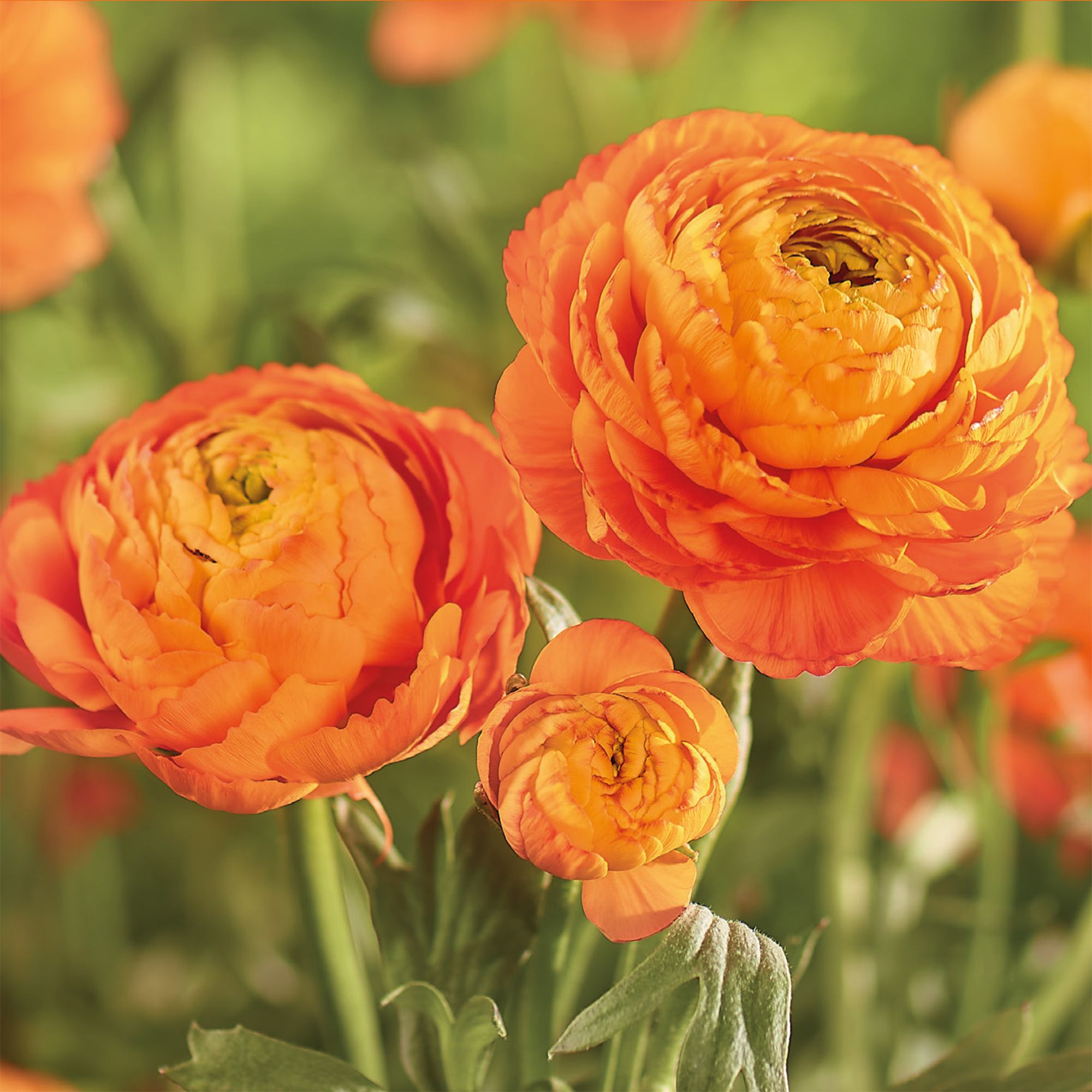 Ranunculus Orange 15 Flower bulbs
