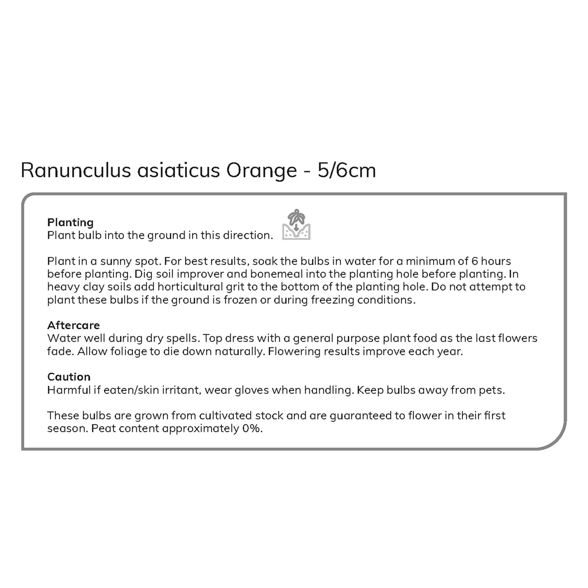 Ranunculus Orange 15 Flower bulbs