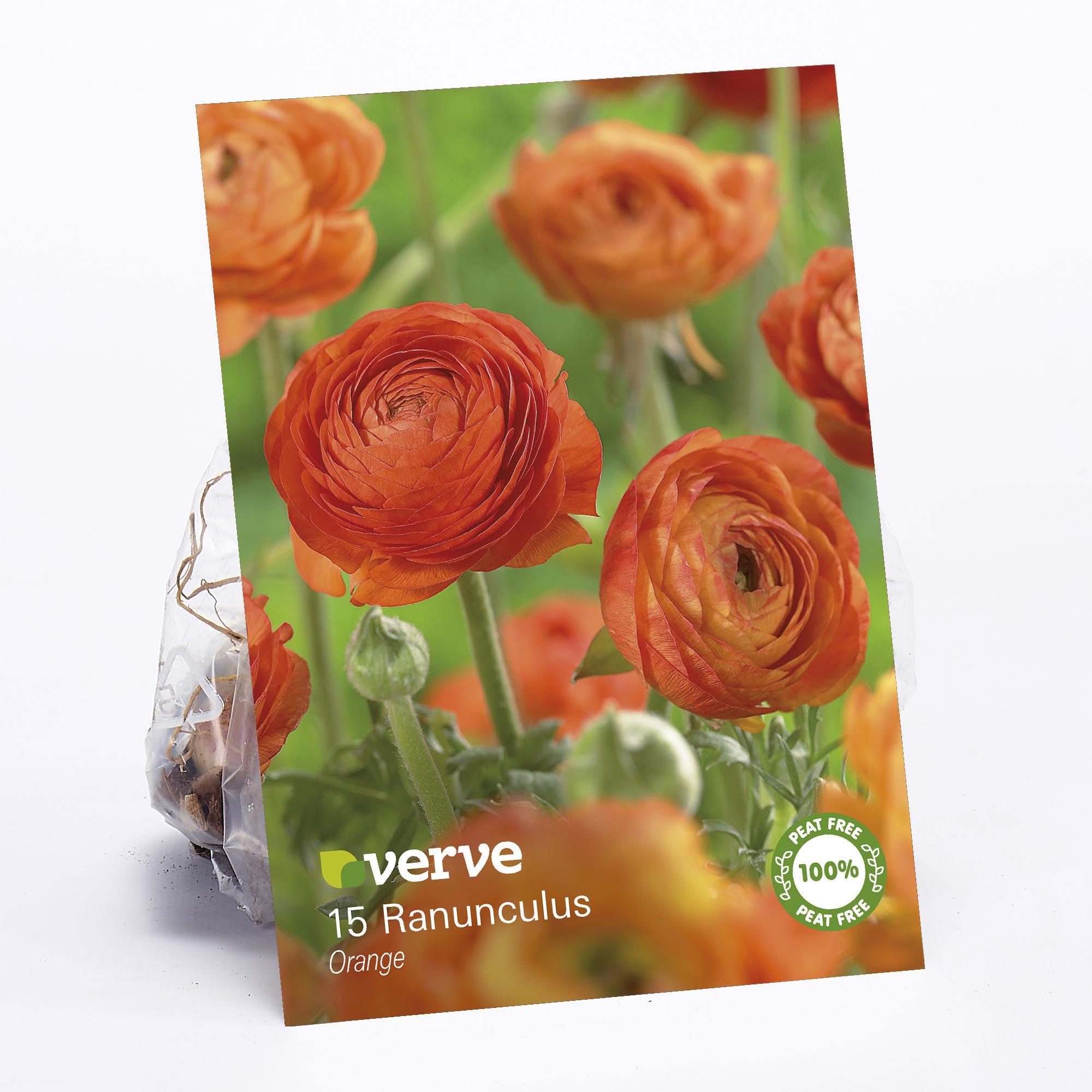 Ranunculus Orange Flower bulb, Pack of 15 | DIY at B&Q