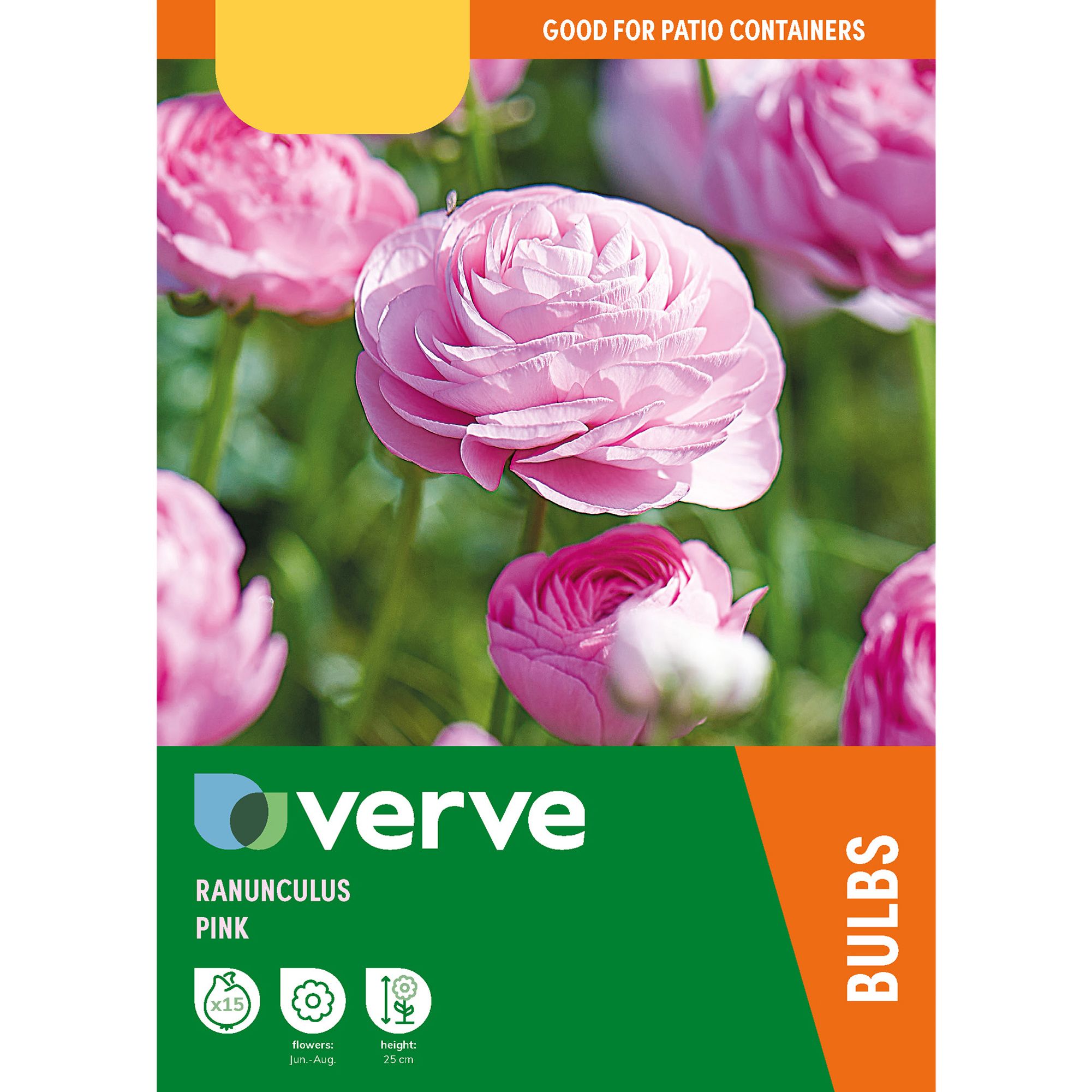 Ranunculus Pink 15 Flower bulbs