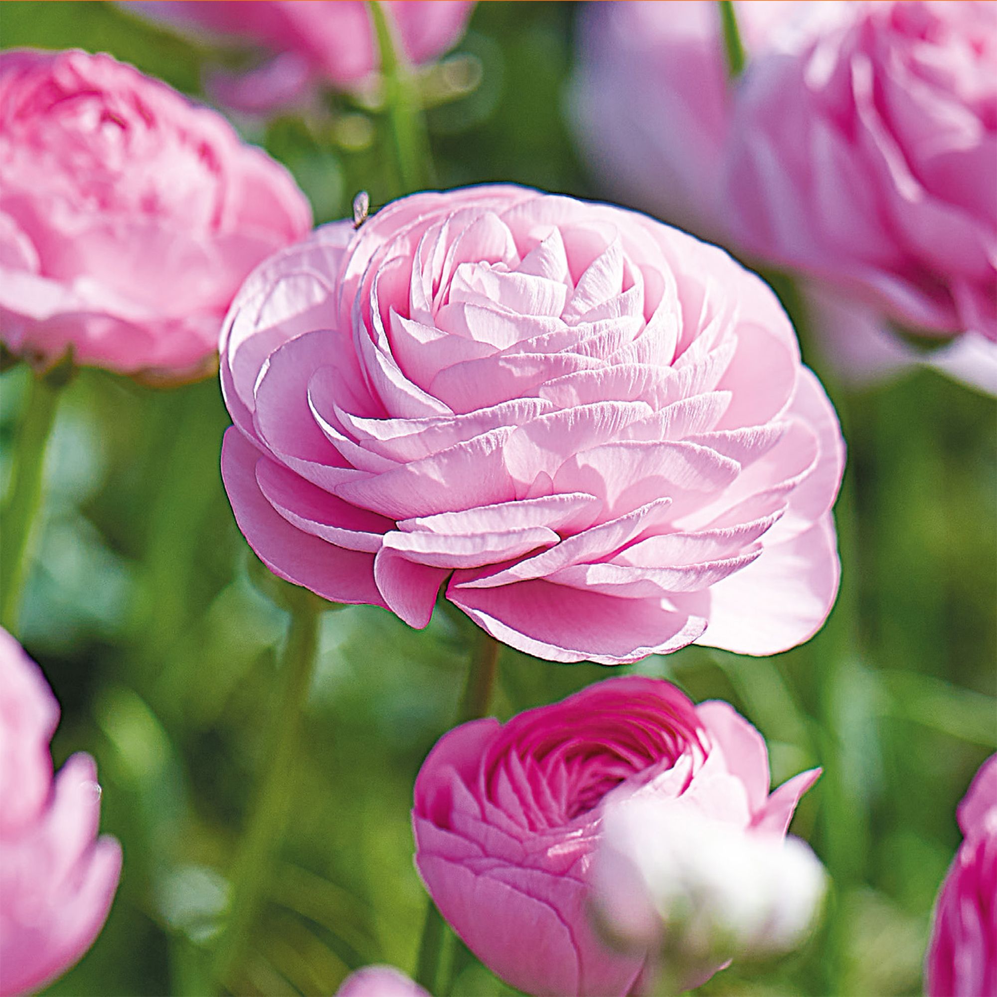 Ranunculus Pink 15 Flower bulbs