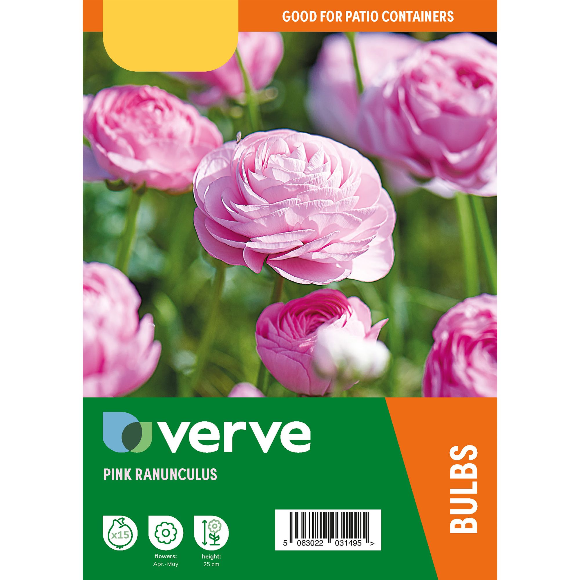 Ranunculus Pink 15 Flower bulbs