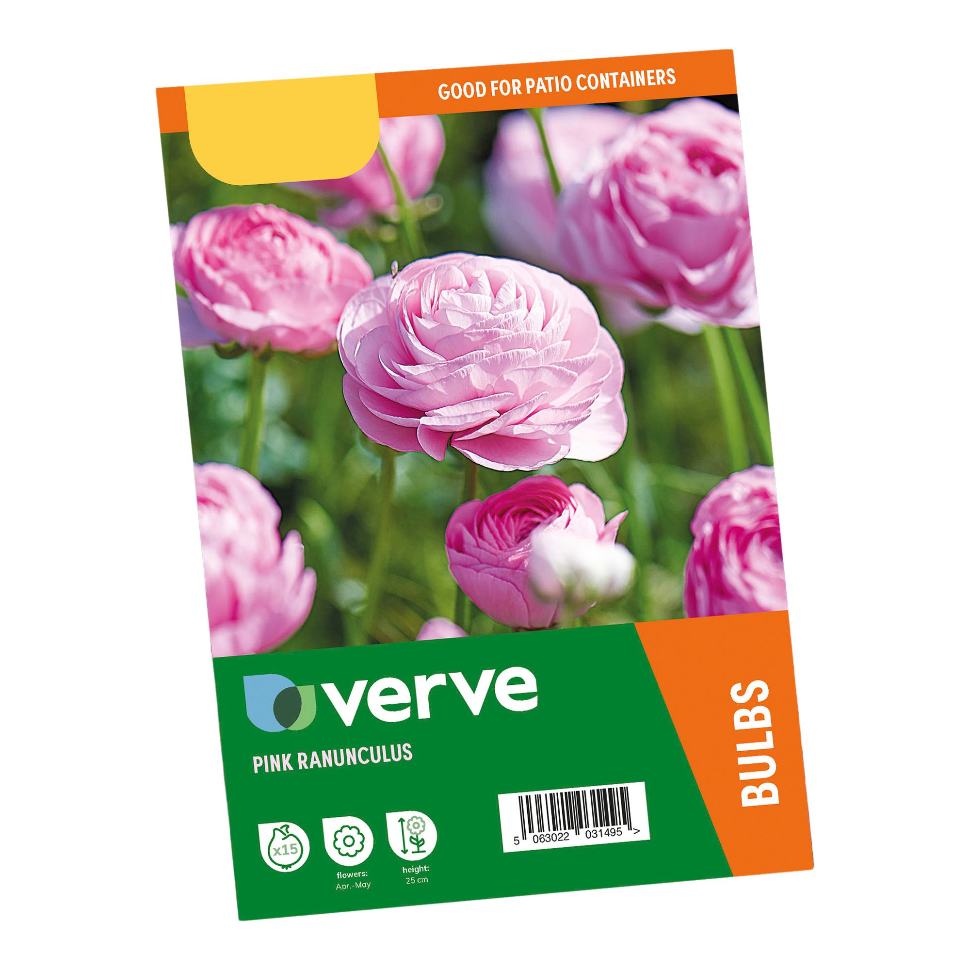 Ranunculus Pink 15 Flower bulbs