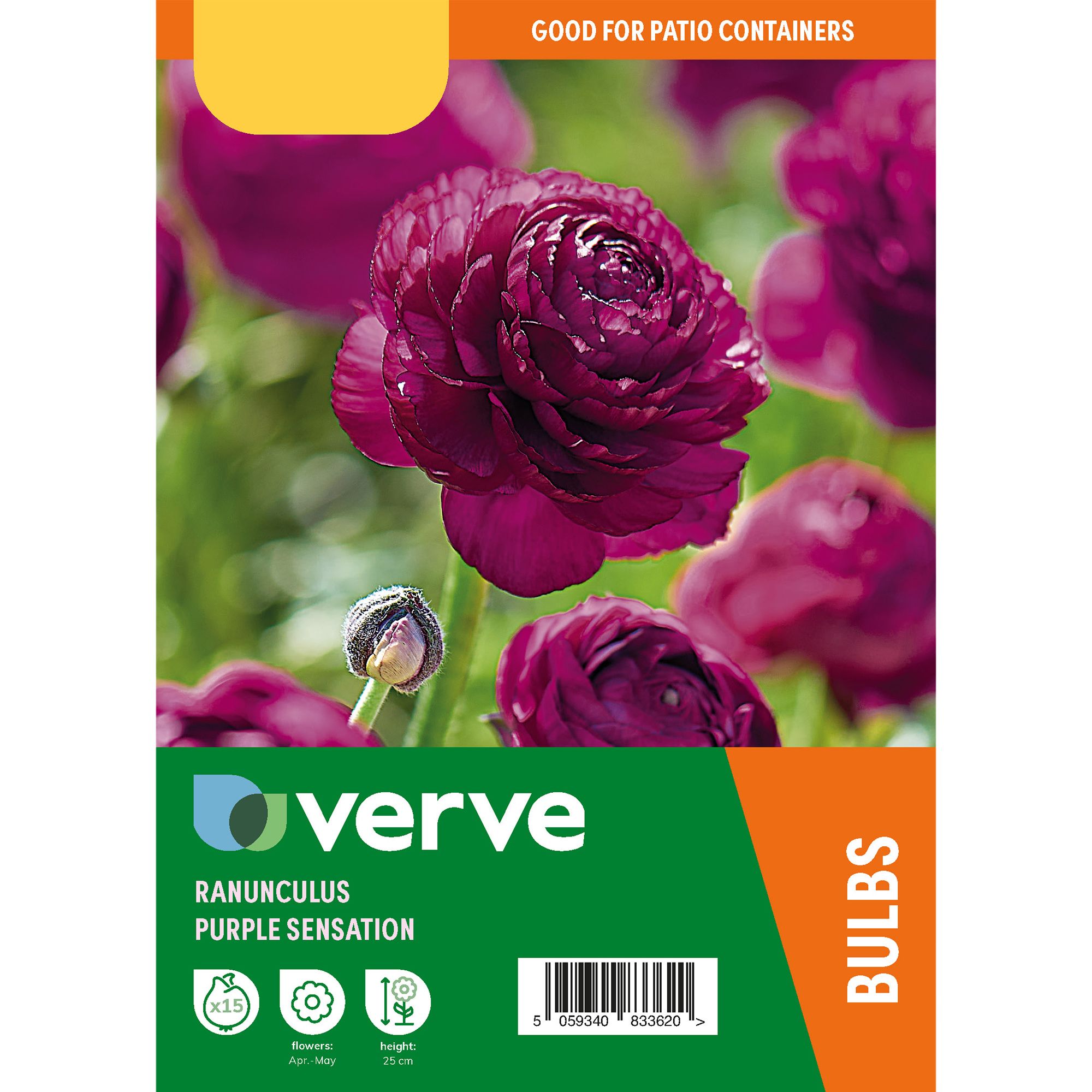 Ranunculus Purple Sensation Flower bulb, Pack of 15 | DIY at B&Q