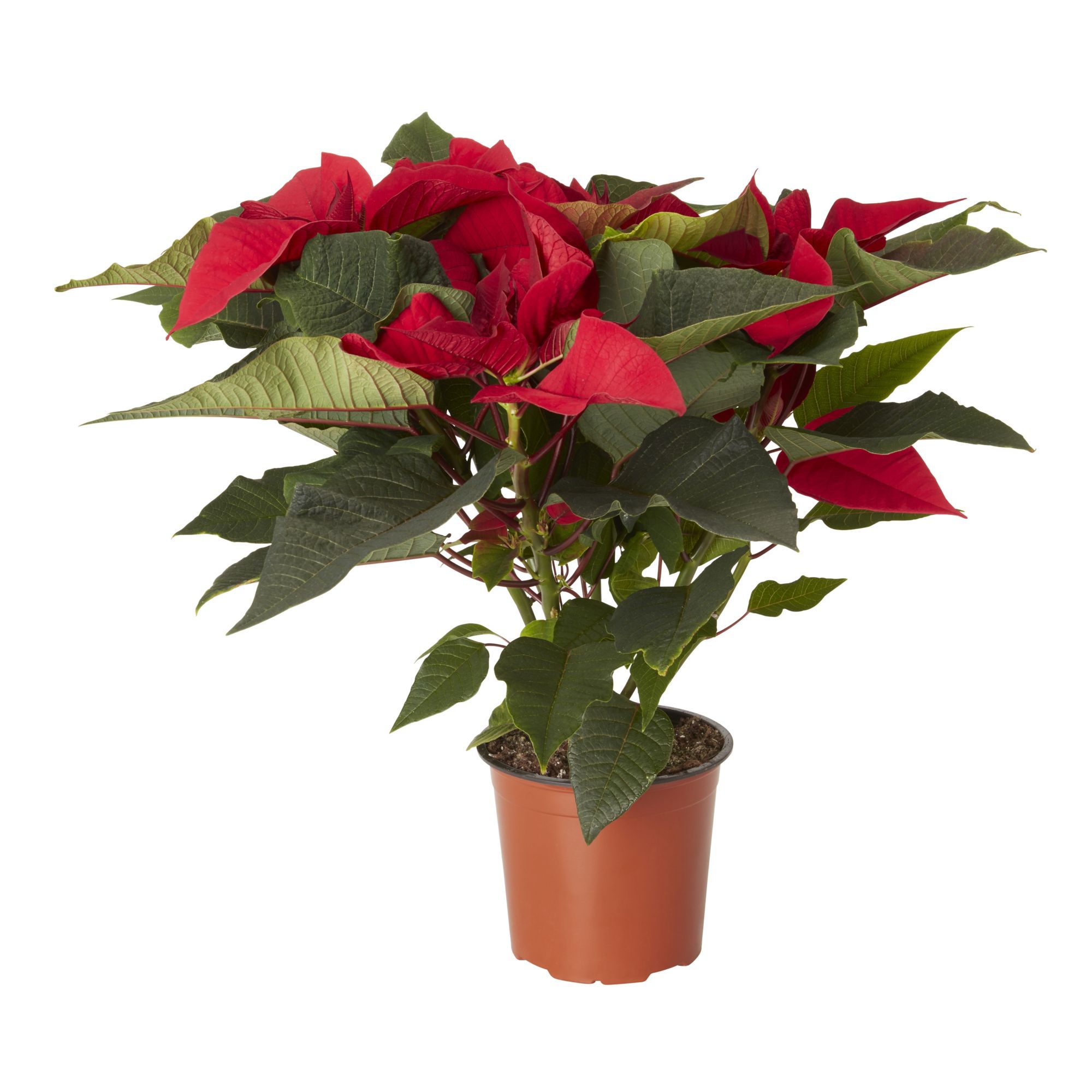 Red Poinsettia in 13cm Terracotta Plastic Grow pot | DIY at B&Q
