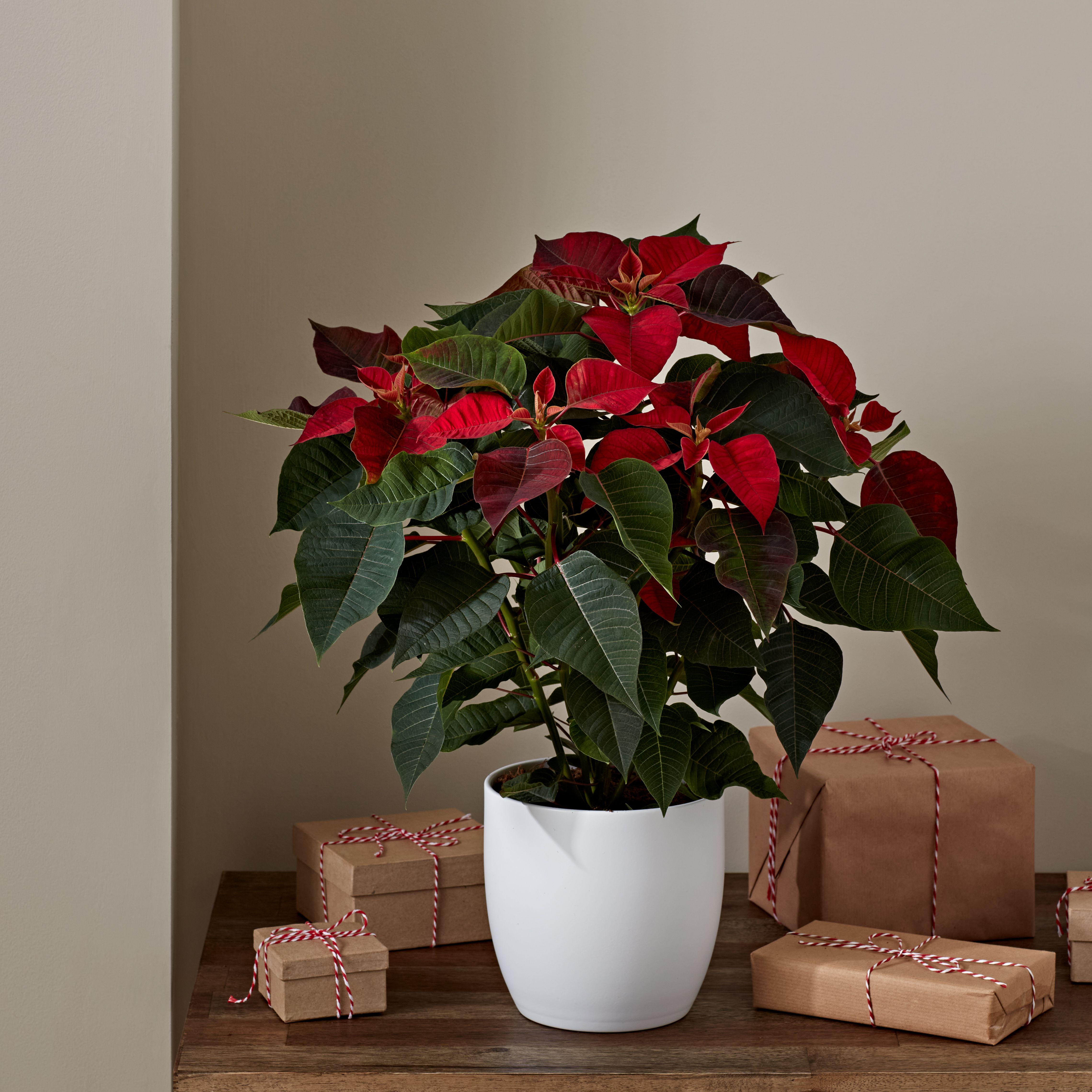 Red Poinsettia in Terracotta Plastic Grow pot 17cm