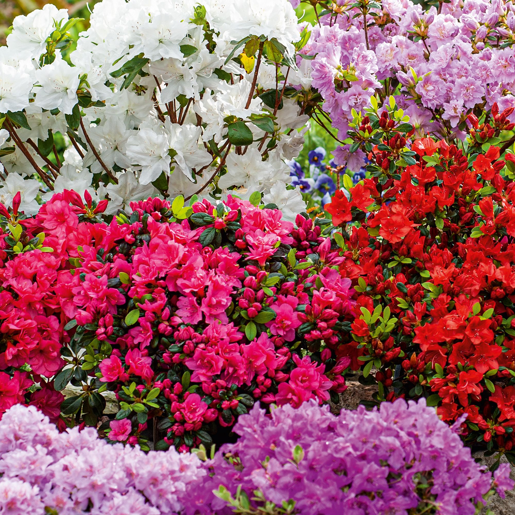 RHODODENDRON HARDY HYDRID PINK 5L