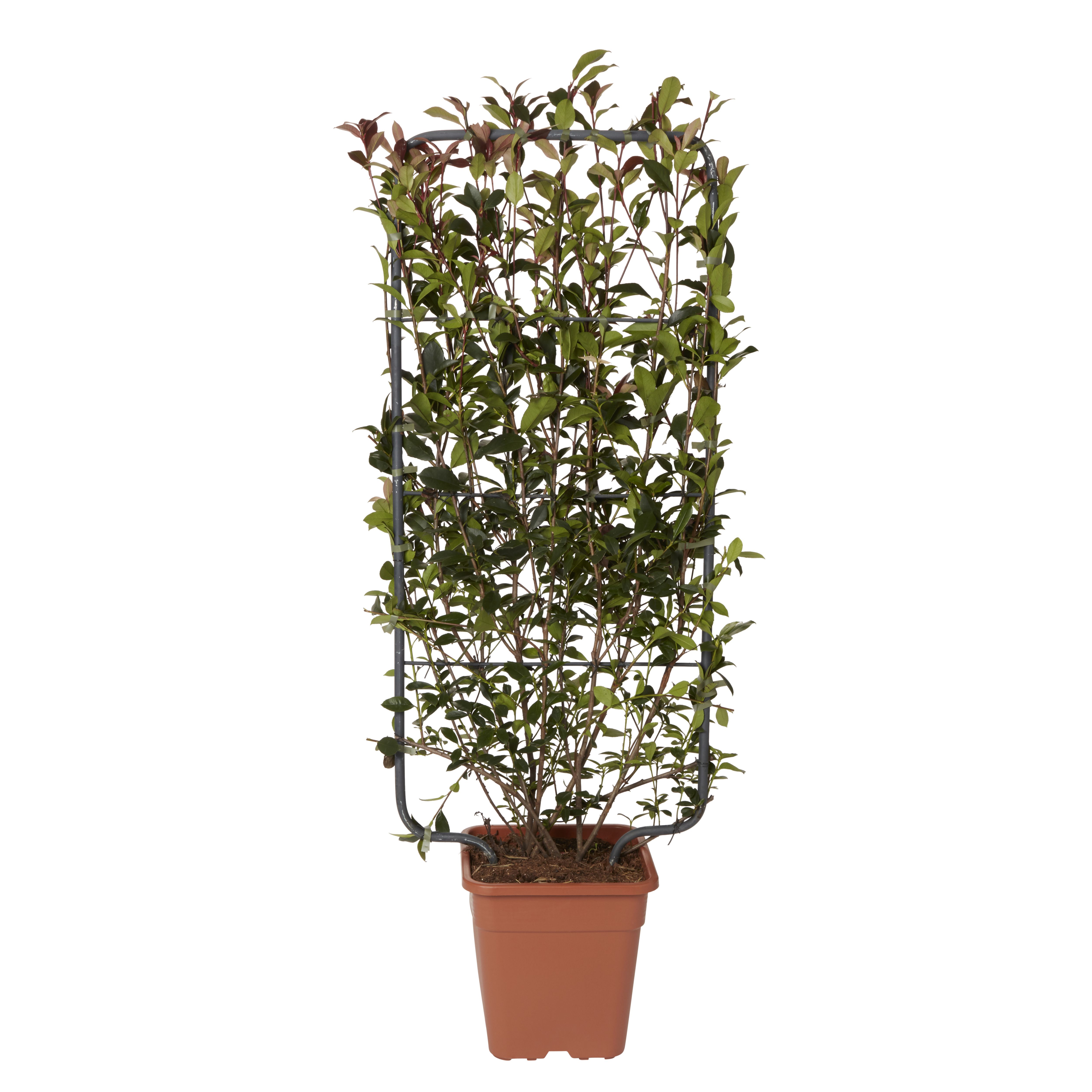 Robusta compacta/Pink marble Ornamental tree | DIY at B&Q