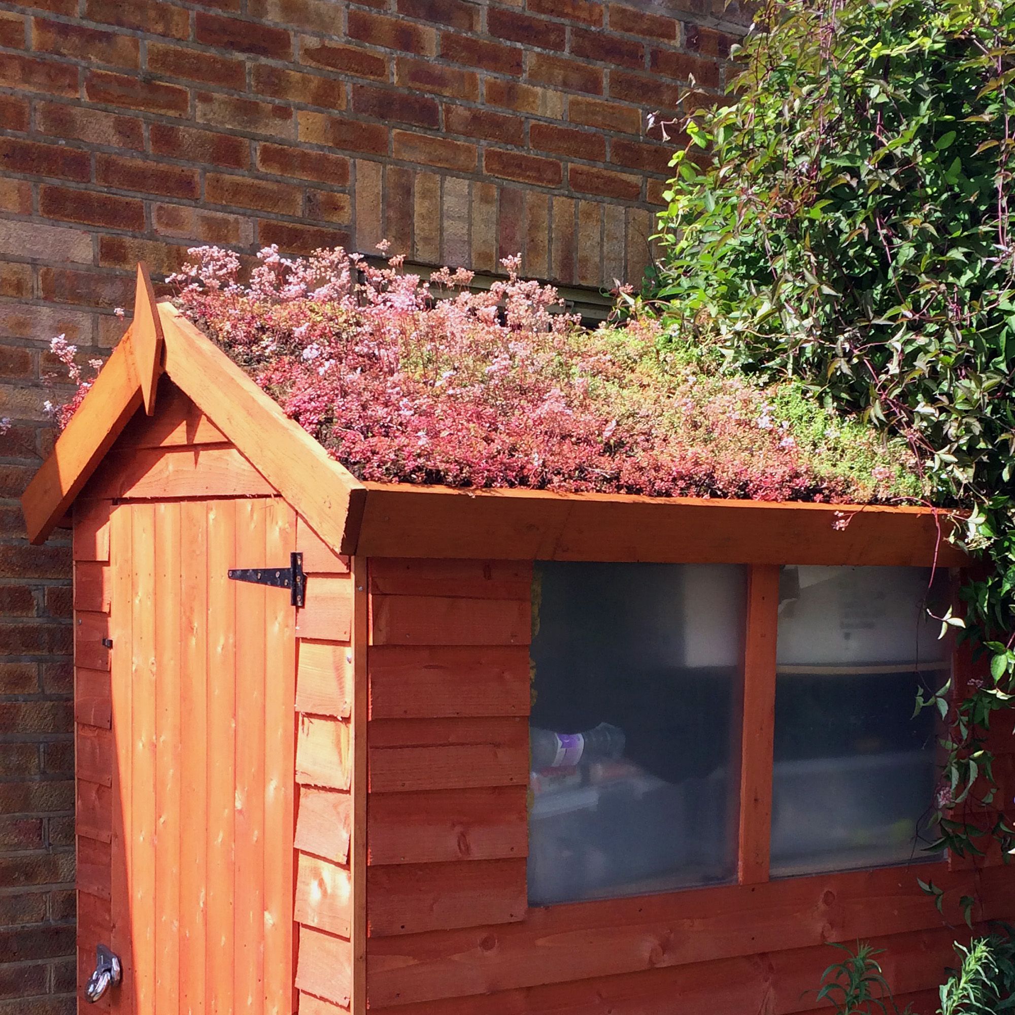 Rooftrade Living roof (L)6m (W)1m (T)700mm | DIY at B&Q