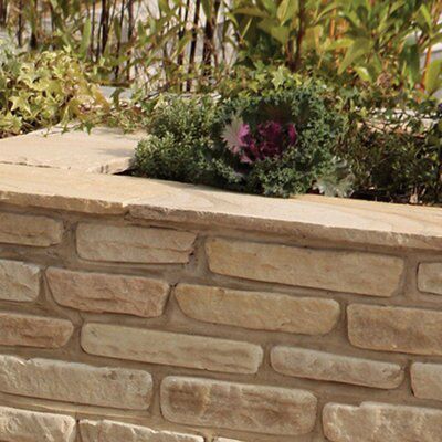 Sandstone Fossil buff Coping stone, (L)450mm (W)160mm, Pack of 28 | DIY ...