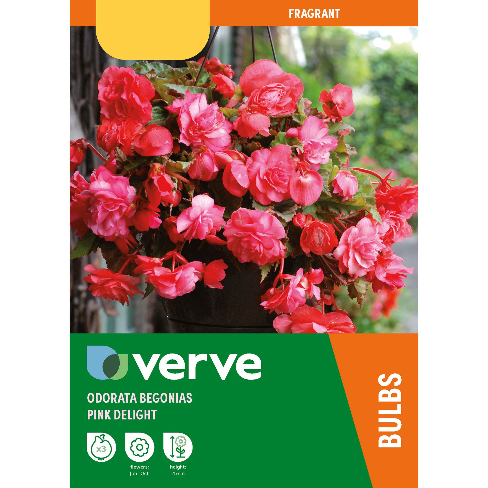 Scented Begonia 'Pink Delight' 3 Flower bulbs