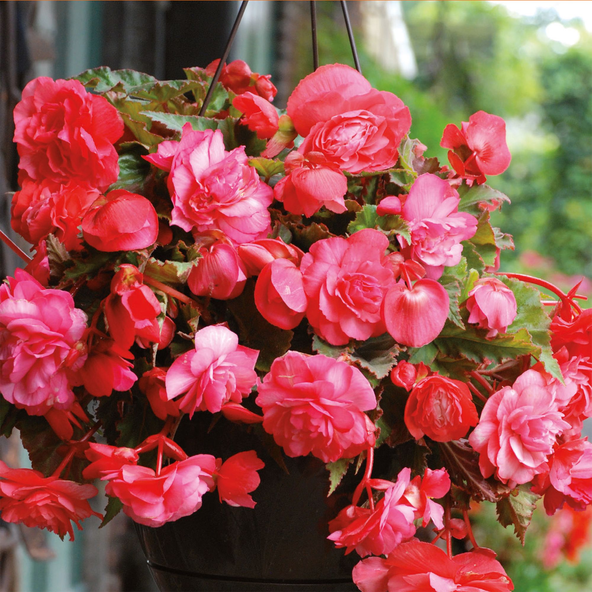 Scented Begonia 'Pink Delight' 3 Flower bulbs