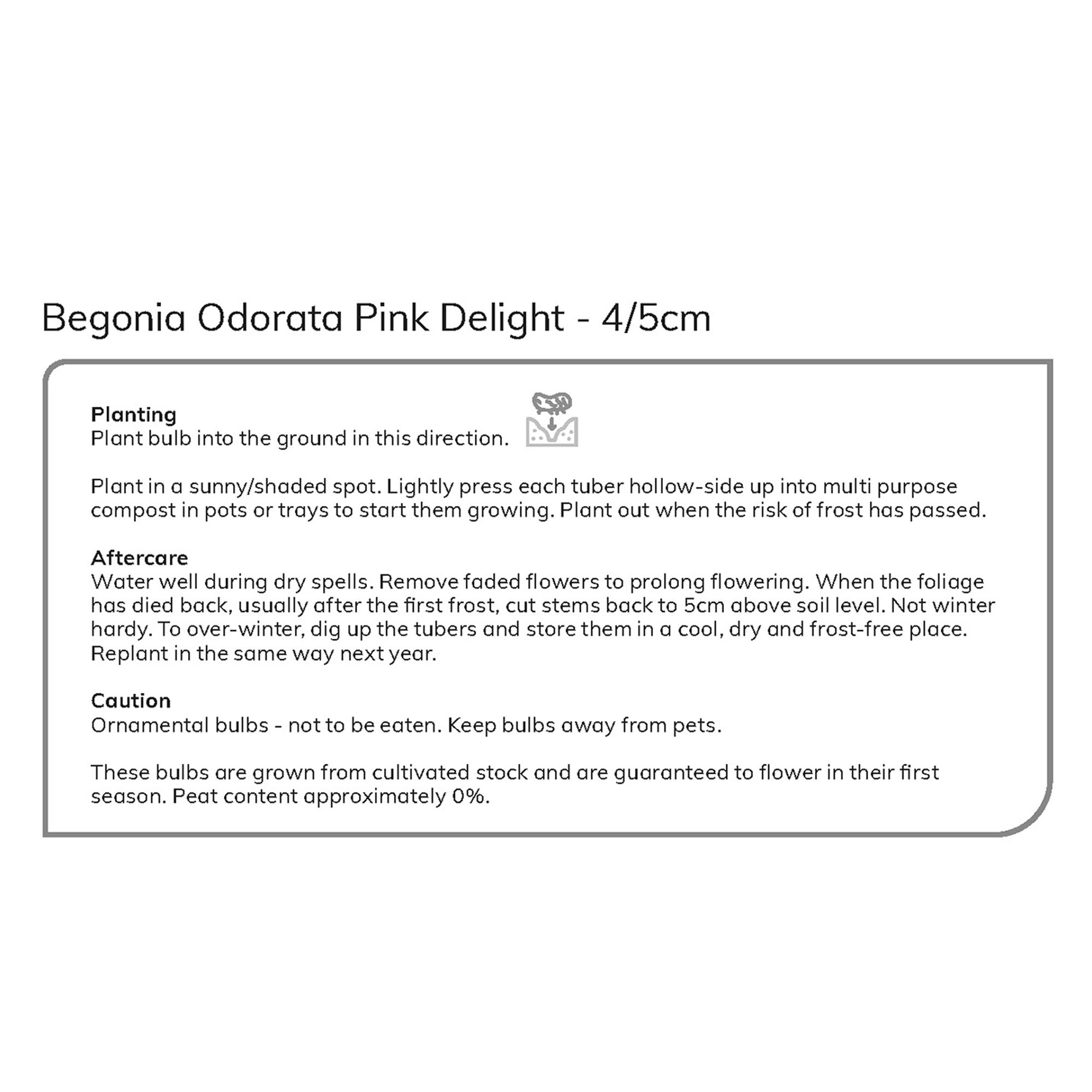 Scented Begonia 'Pink Delight' 3 Flower bulbs