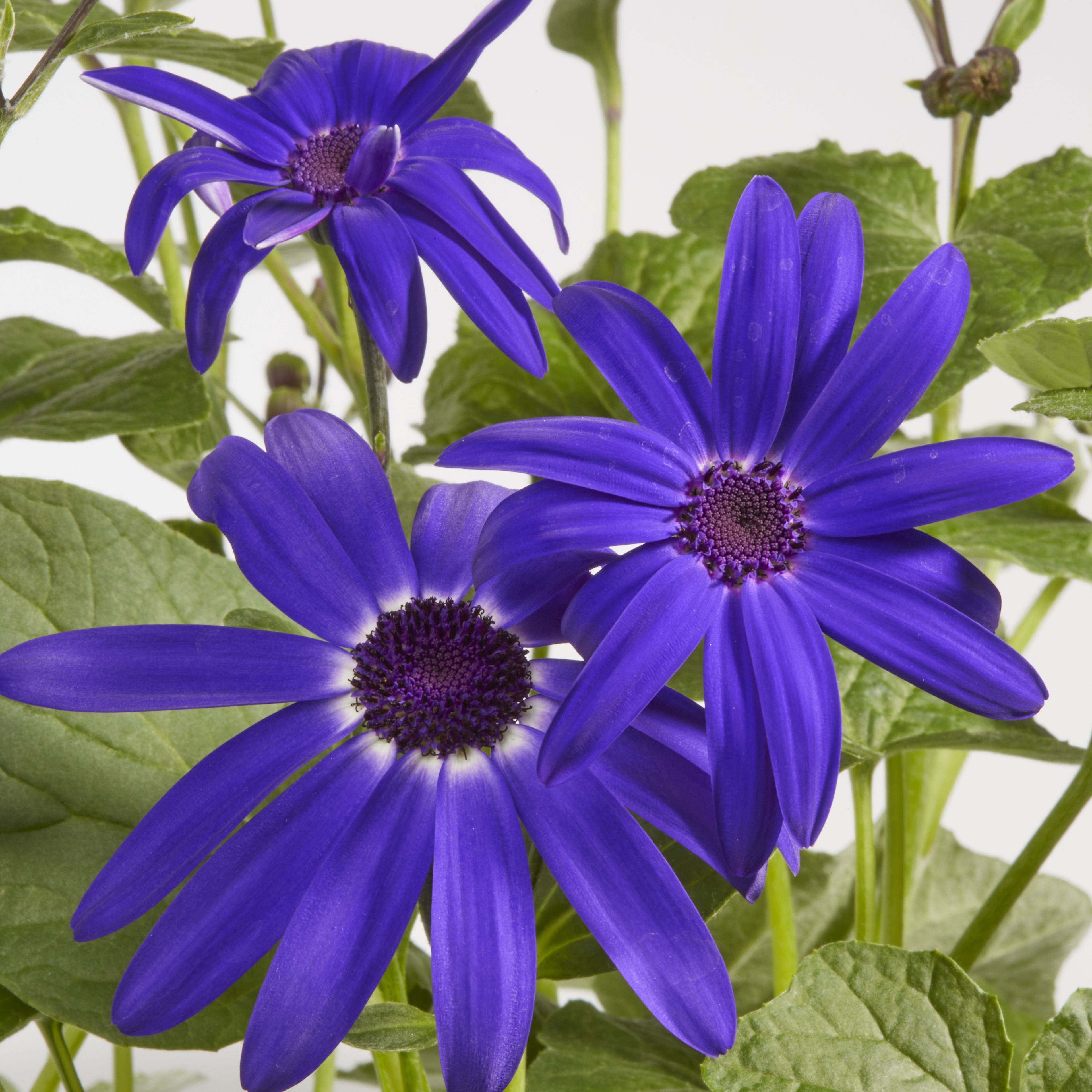 Senetti Deep Blue Summer Bedding plant 17cm, Pack of 2 | DIY at B&Q