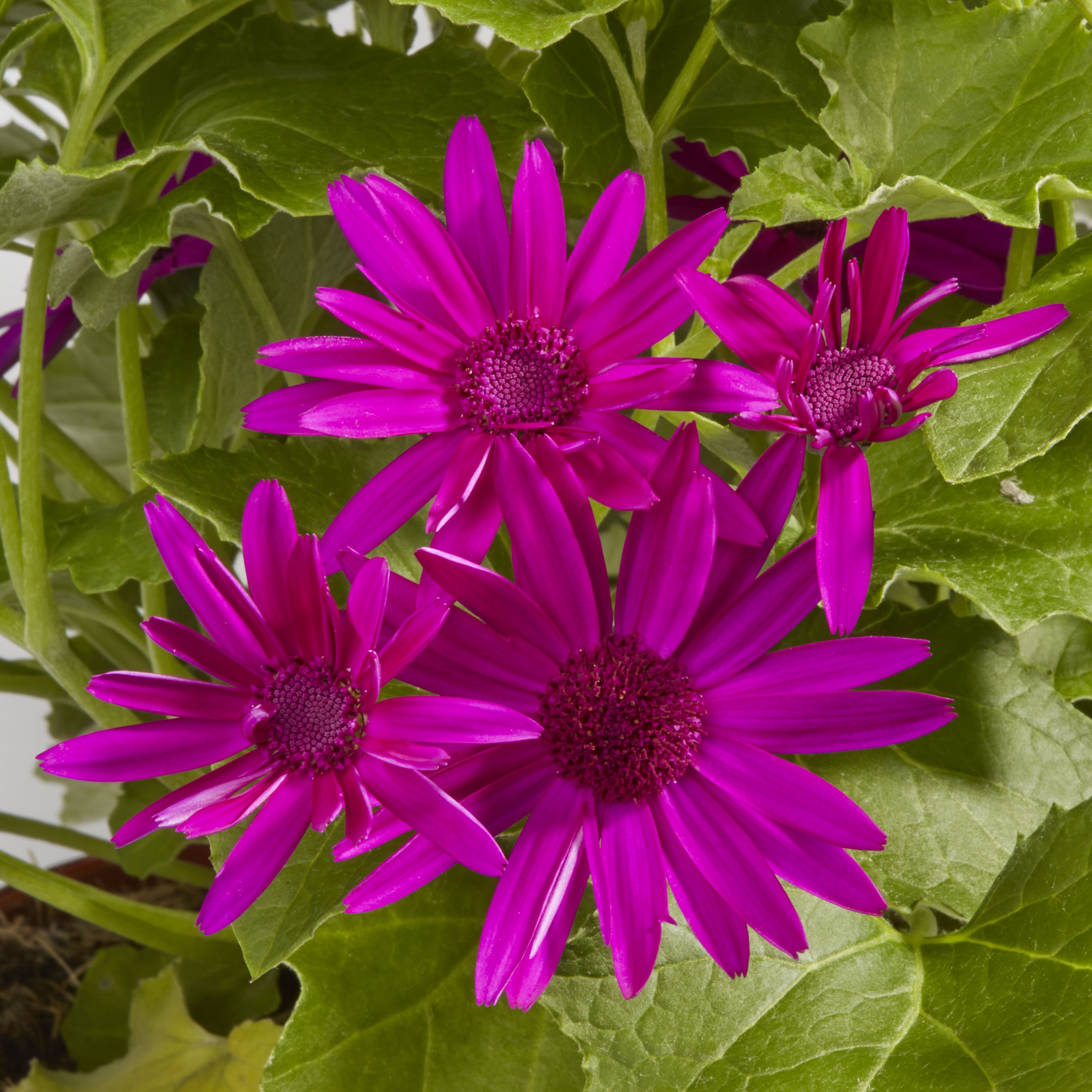 Senetti Magenta Summer Bedding plant 17cm, Pack of 2 | DIY at B&Q