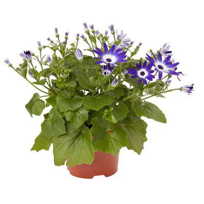 SENETTI | DIY at B&Q