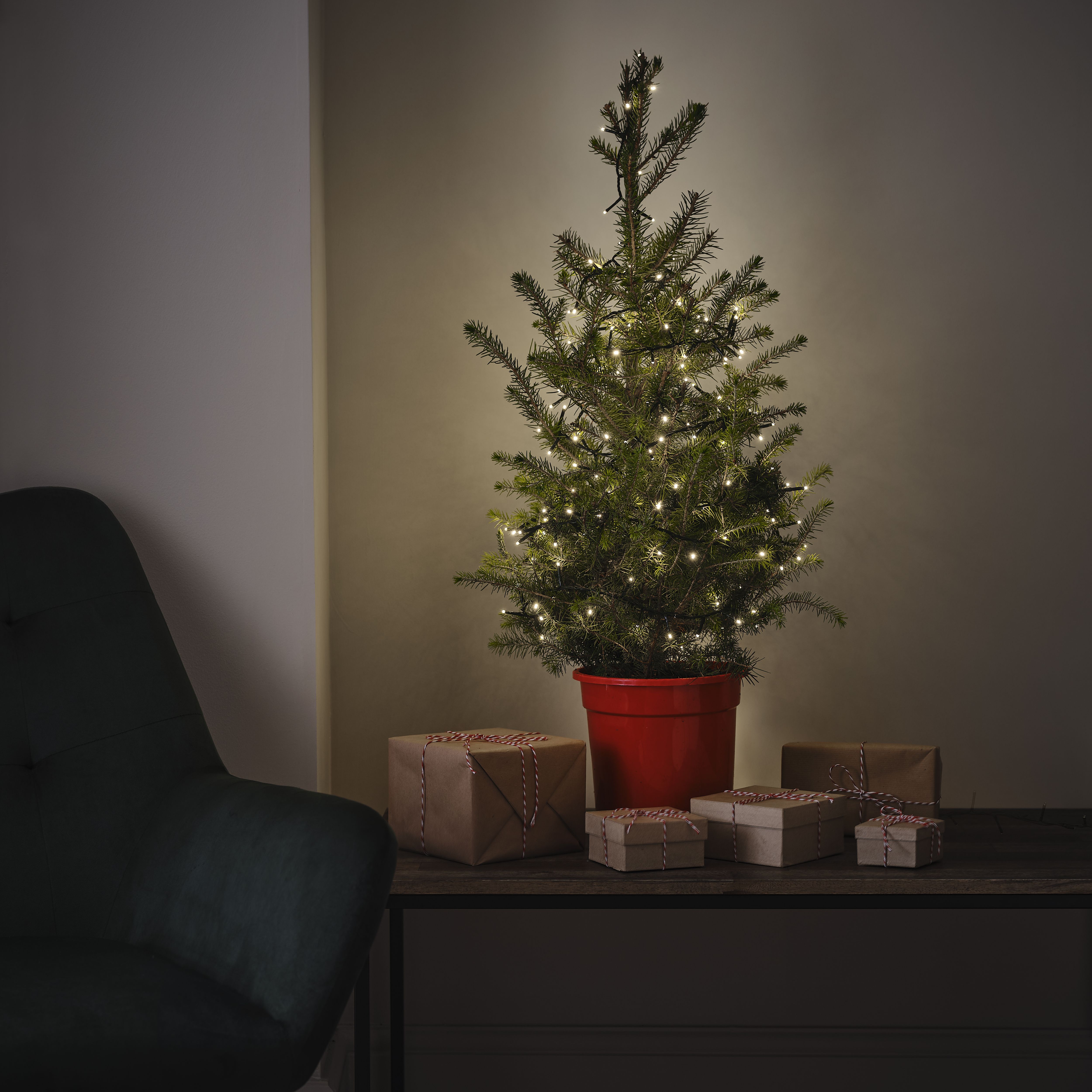 Serbian spruce Pyramid Real pot grown Christmas tree | DIY at B&Q