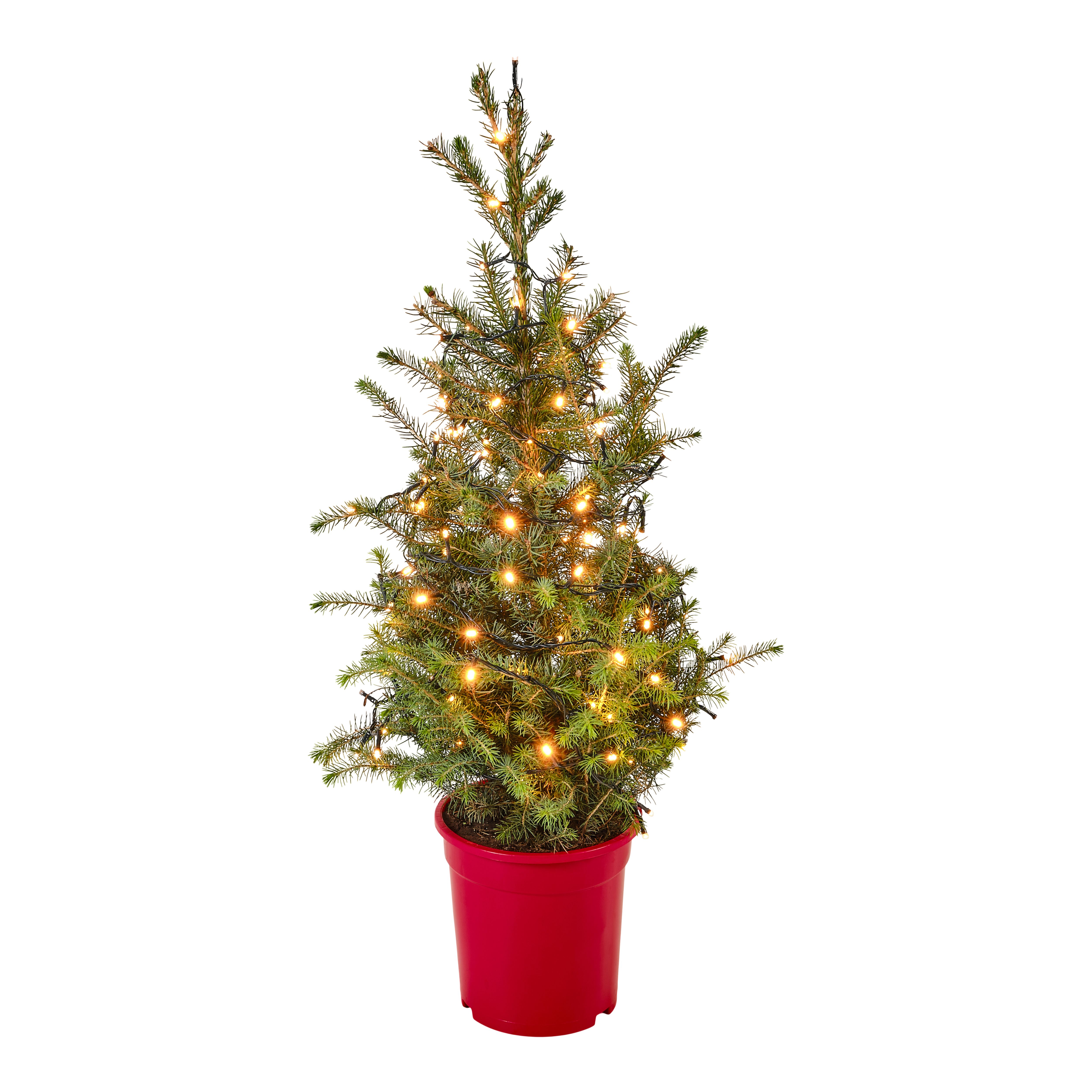 Serbian spruce Pyramid Real pot grown Christmas tree